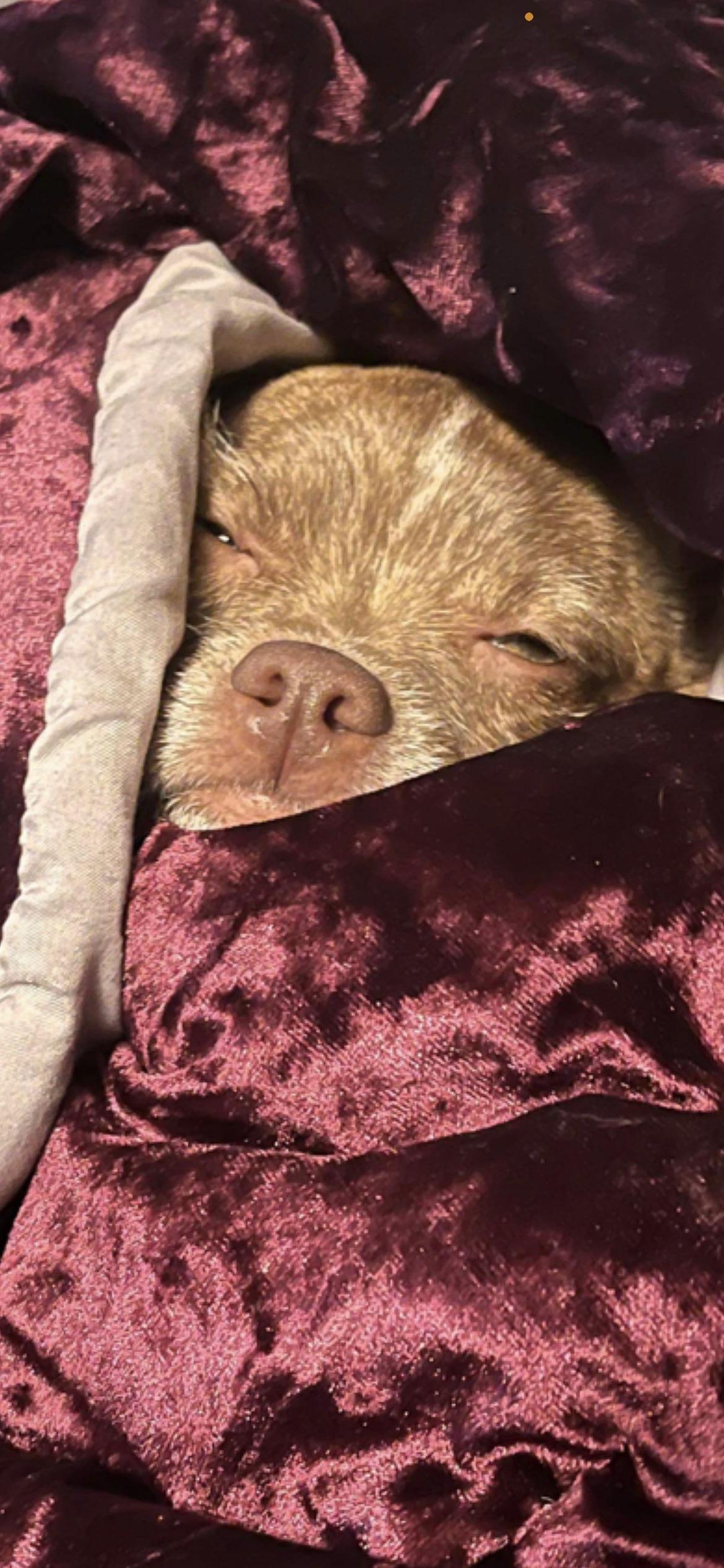 Post walk nap | Scrolller