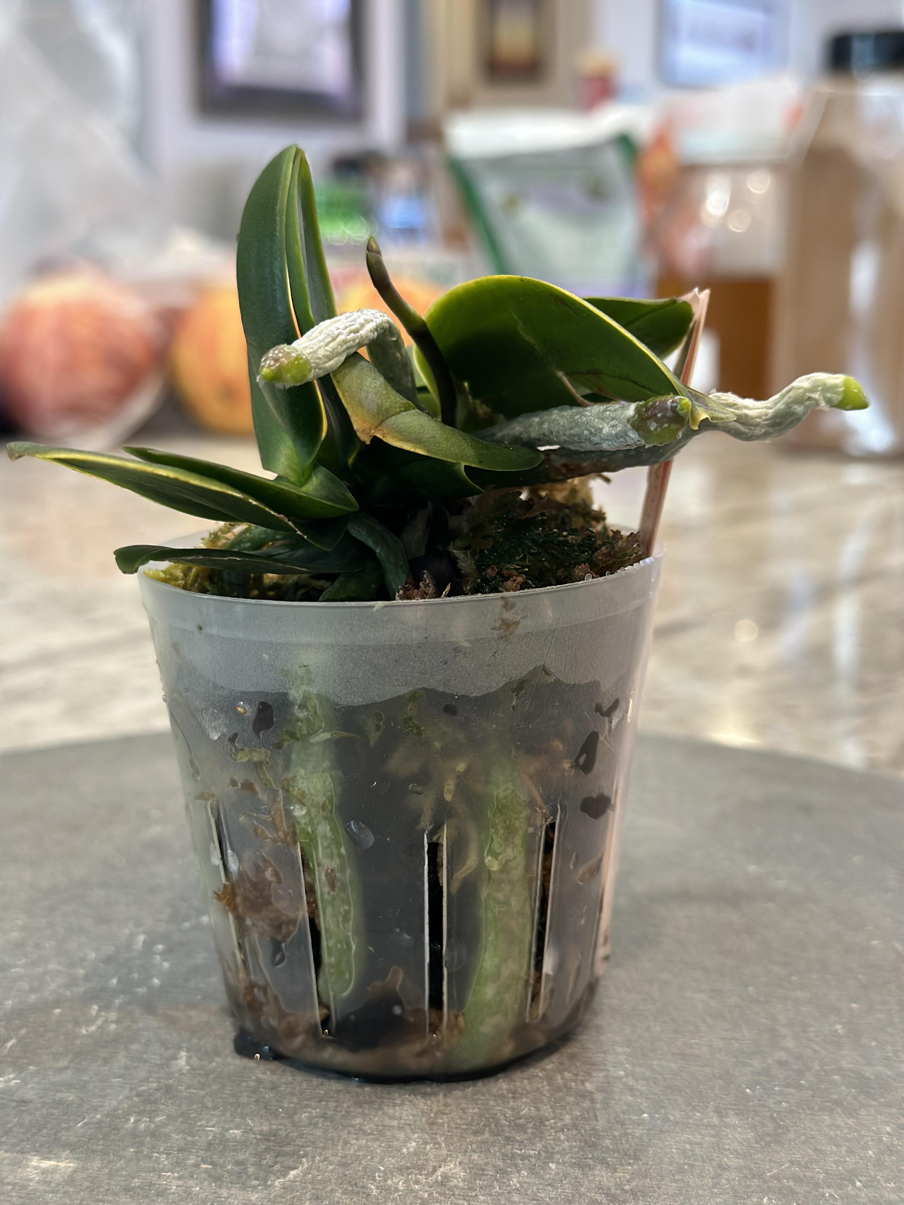 ICU Orchid Success!! | Scrolller