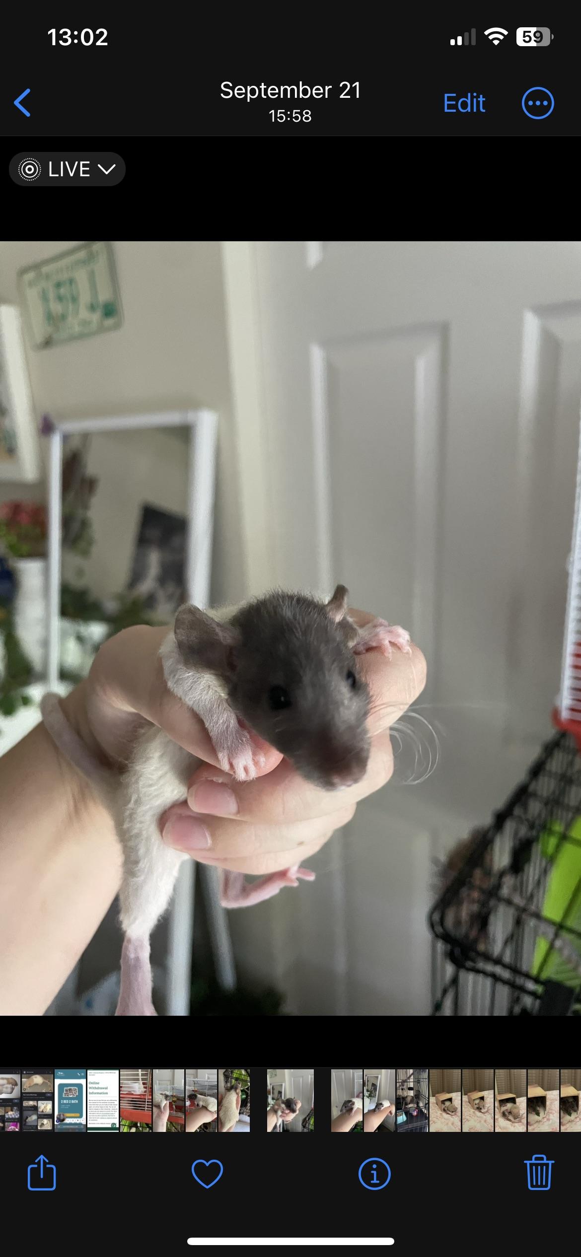 Is my rat a dumbo rex? | Scrolller