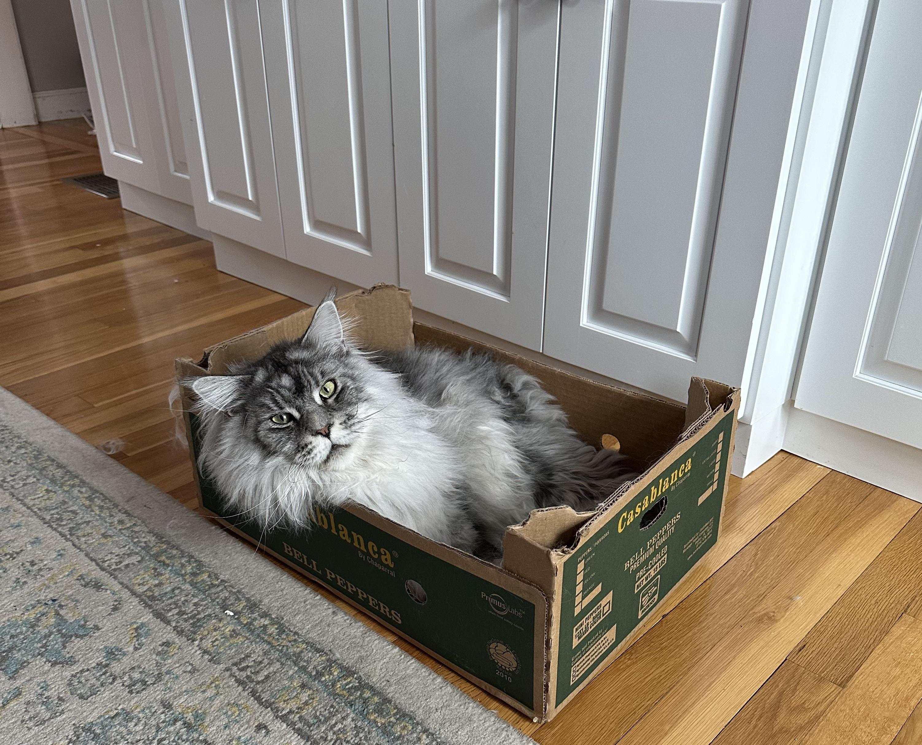 Bruce in a box | Scrolller