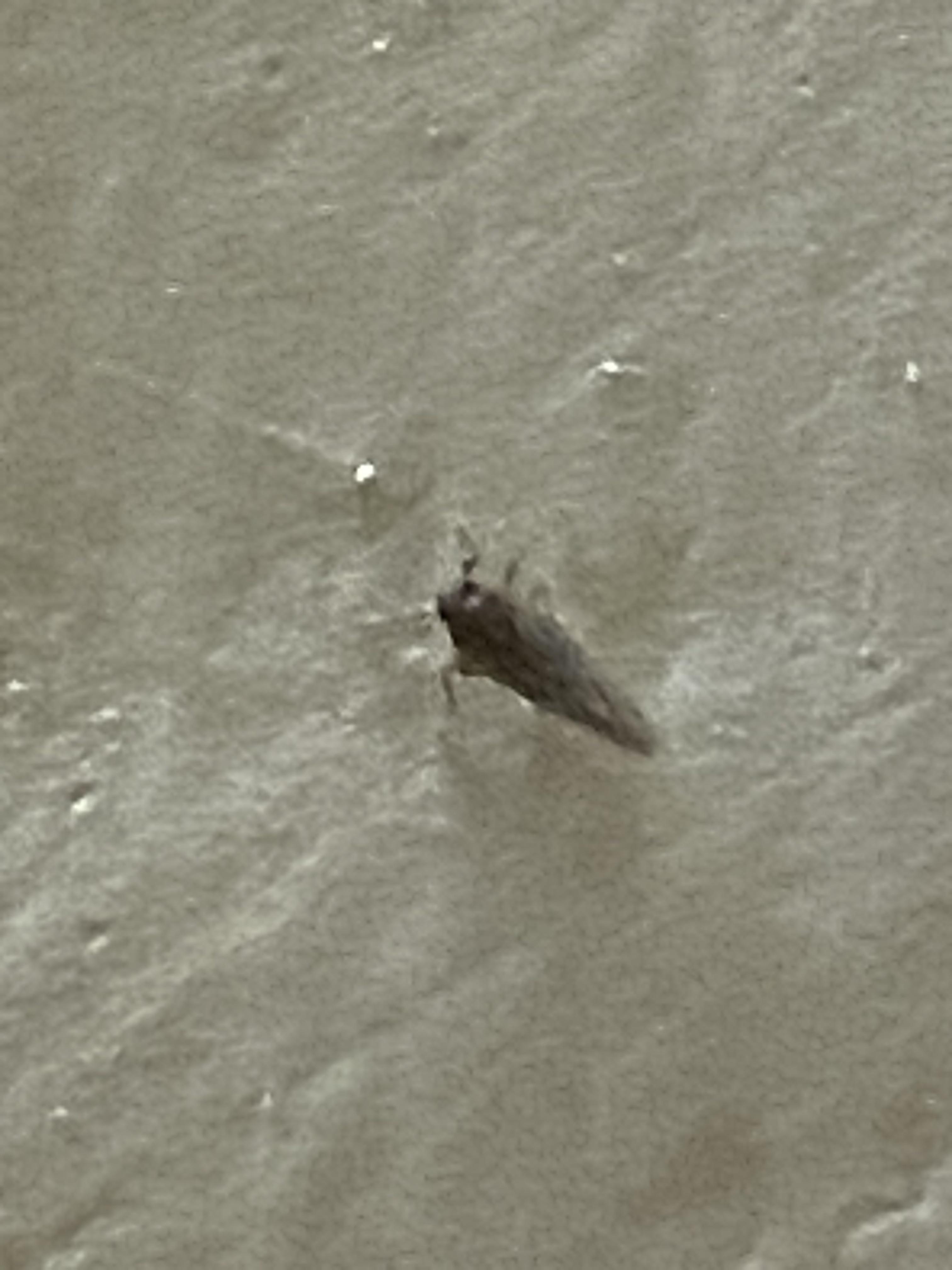 Help bugs swarming me | Scrolller