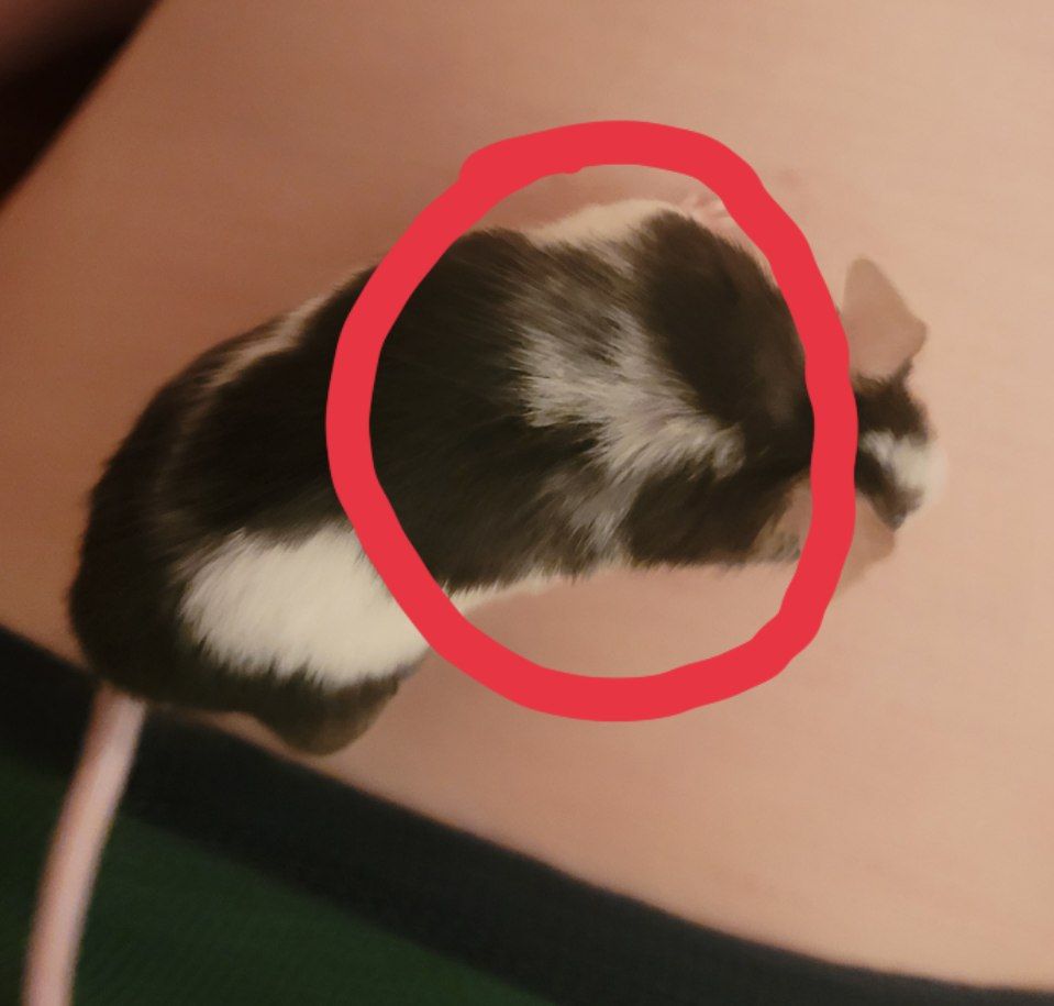 Ori Playtime! | Scrolller