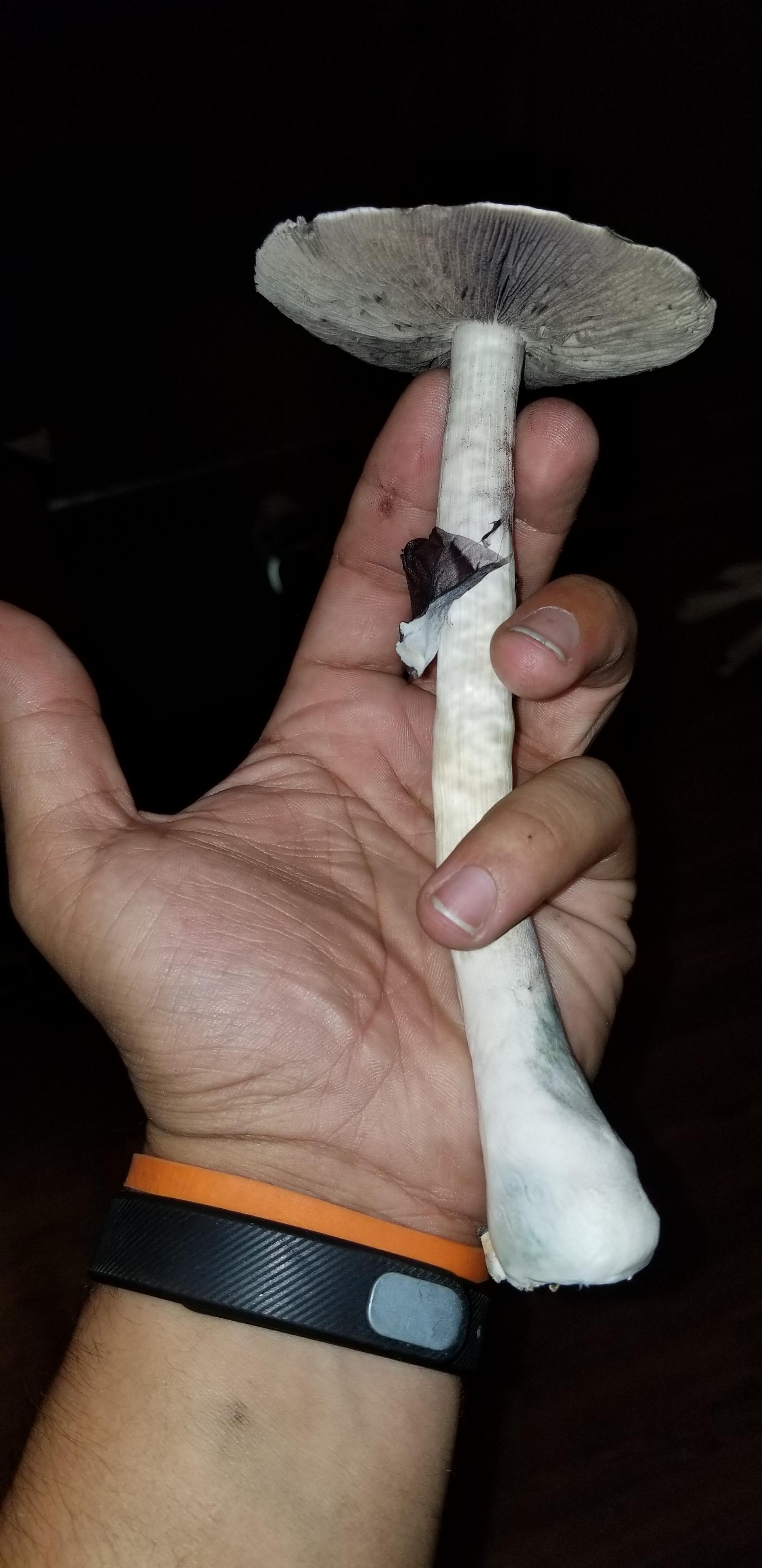 [Technique] First flush GT's | Scrolller