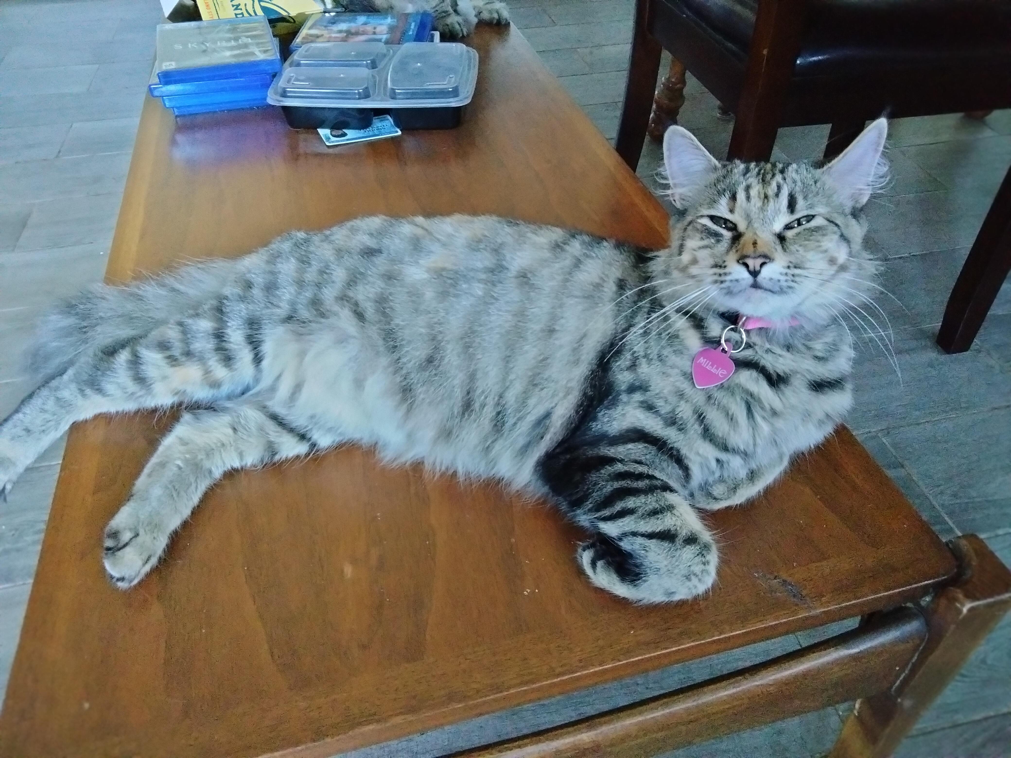 My pretty floof | Scrolller