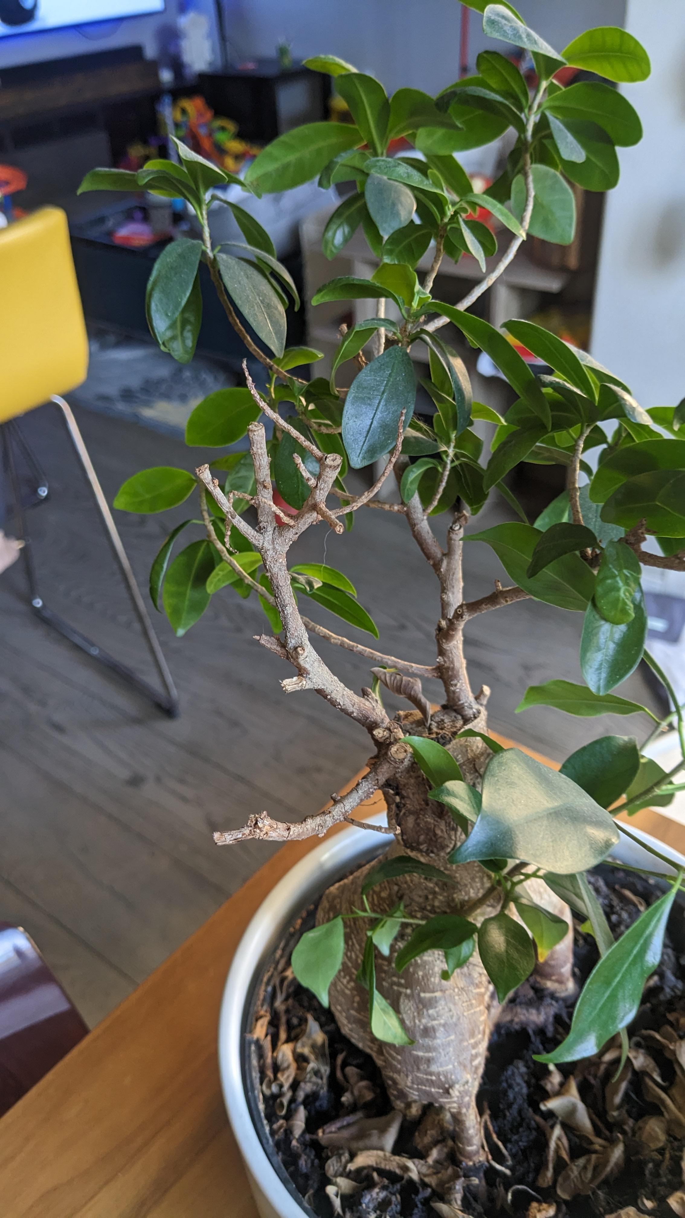 What's wrong with this branch? | Scrolller