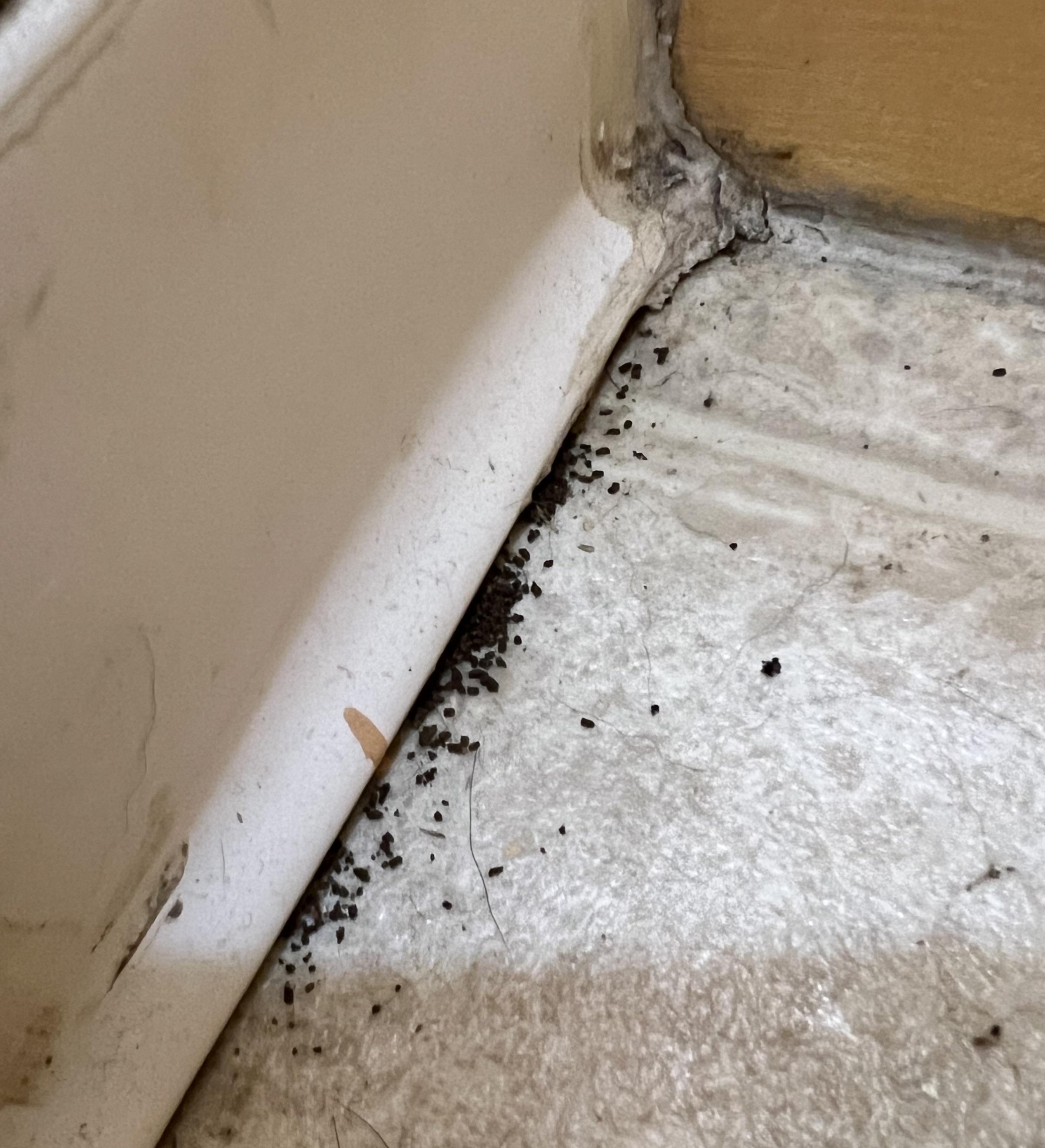Is this termite? | Scrolller