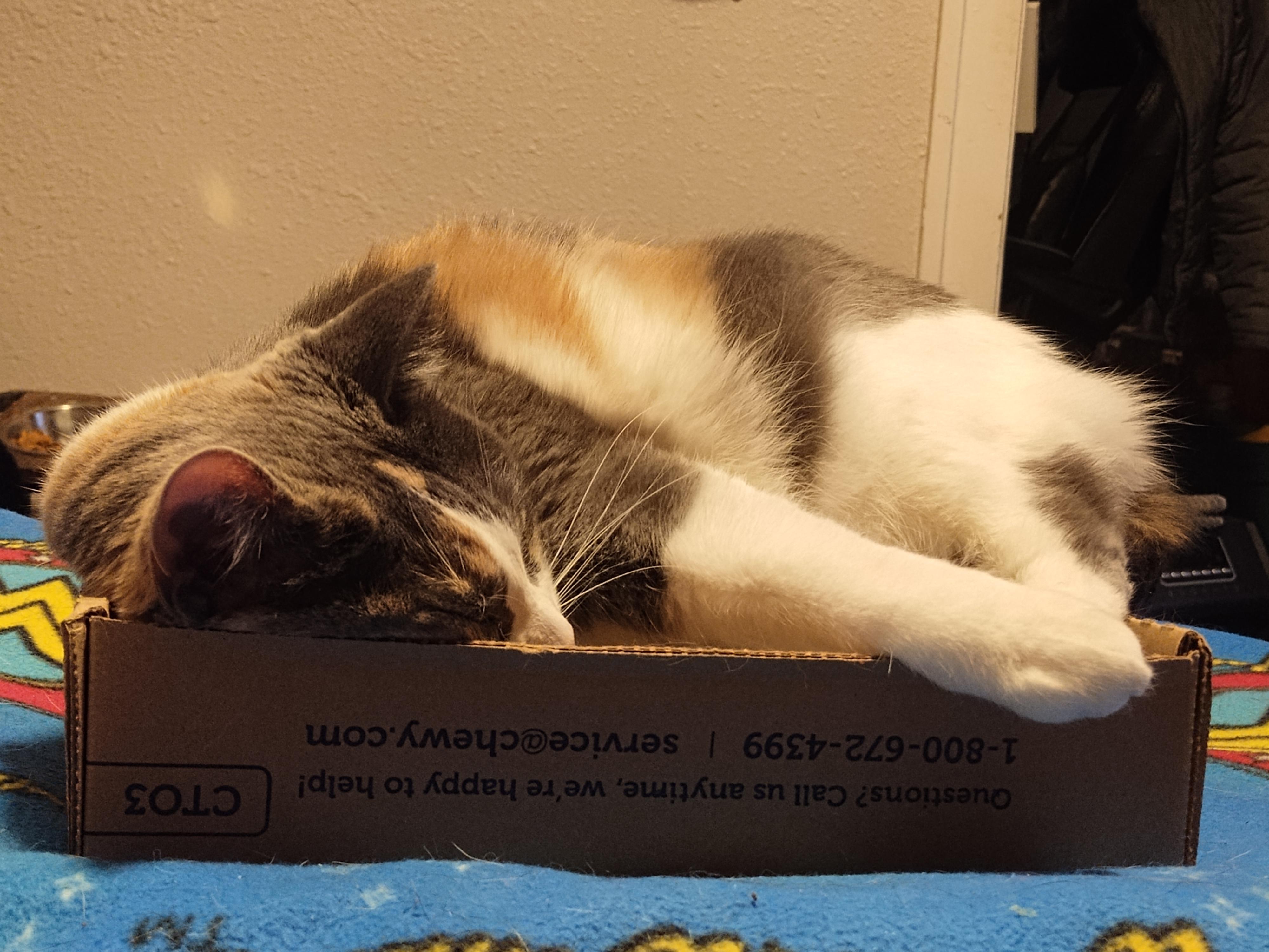 Thanks Chewy for the free little box 😂 | Scrolller