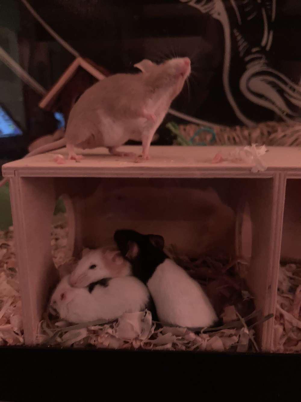 Pictures of My Girls Cuddling | Scrolller