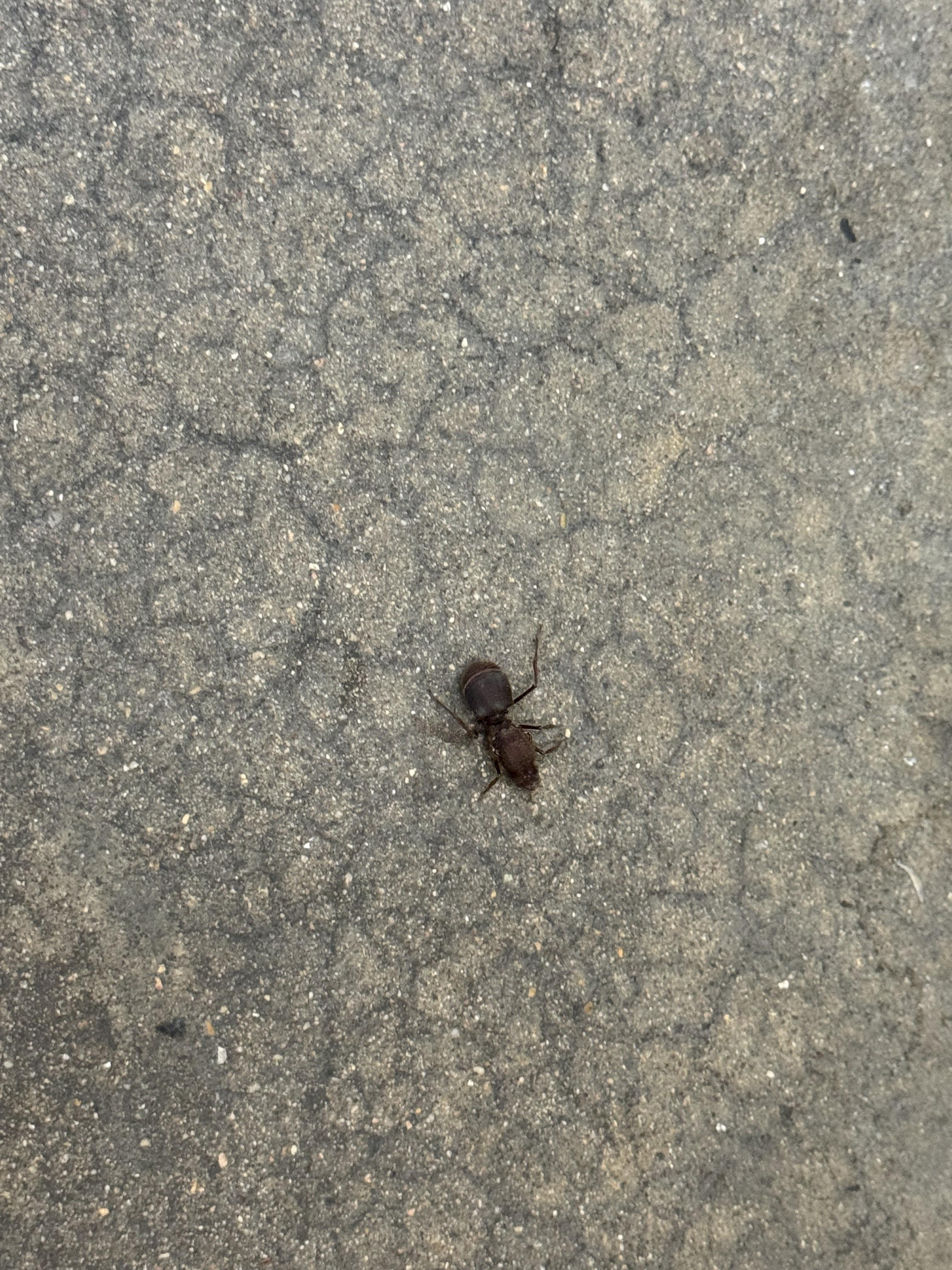 Giant ant? | Scrolller