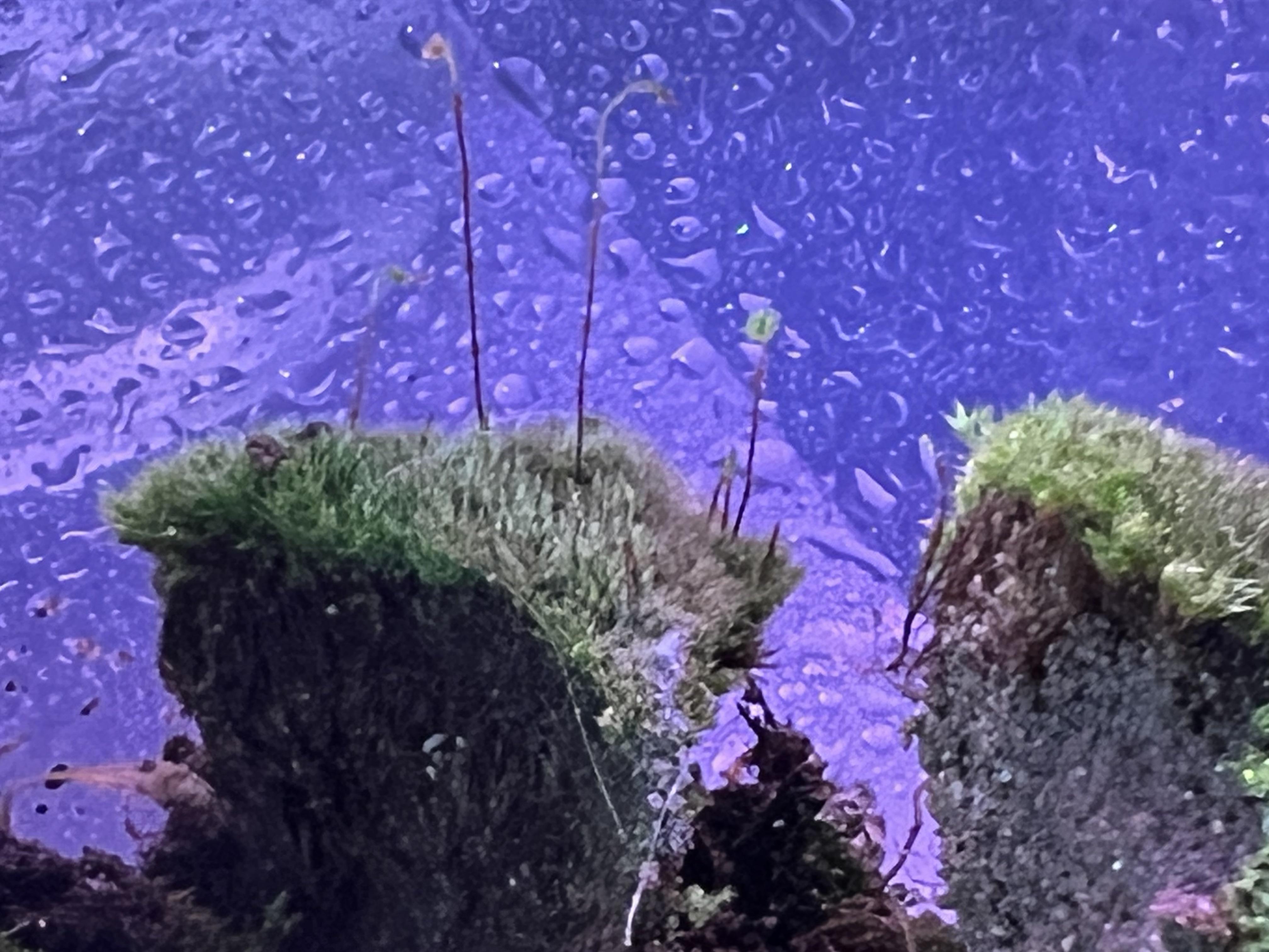 What type of moss is this | Scrolller