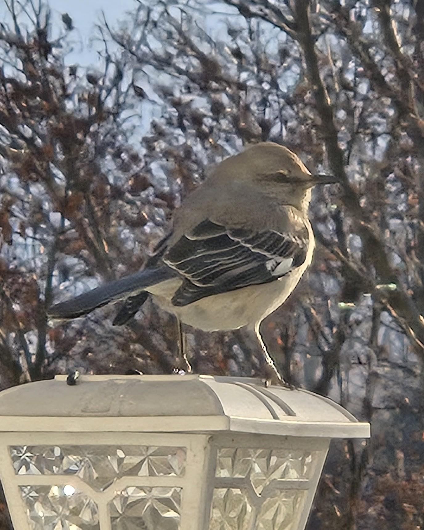 Northern Mockingbird | Scrolller