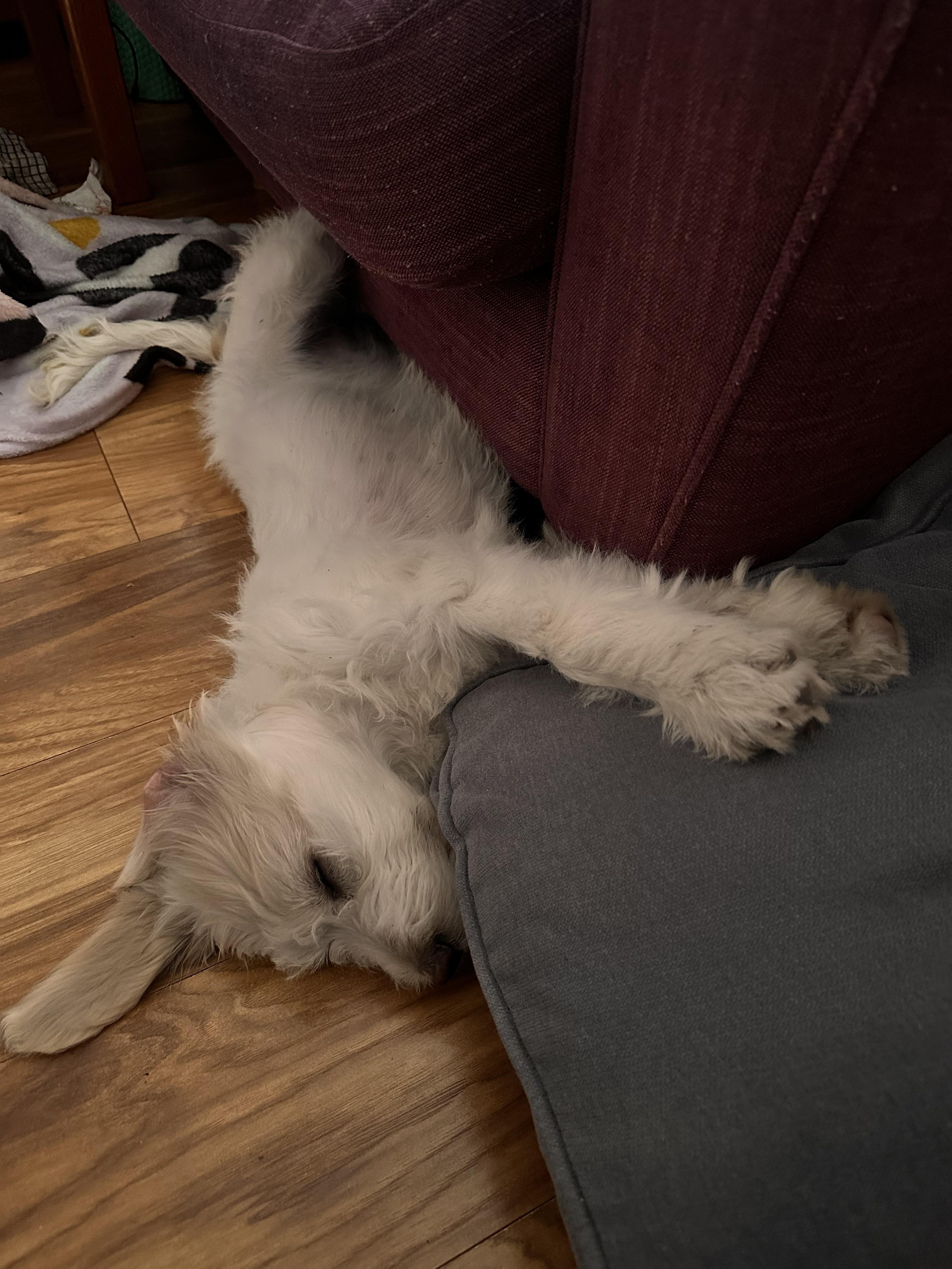 Meet Luna. | Scrolller