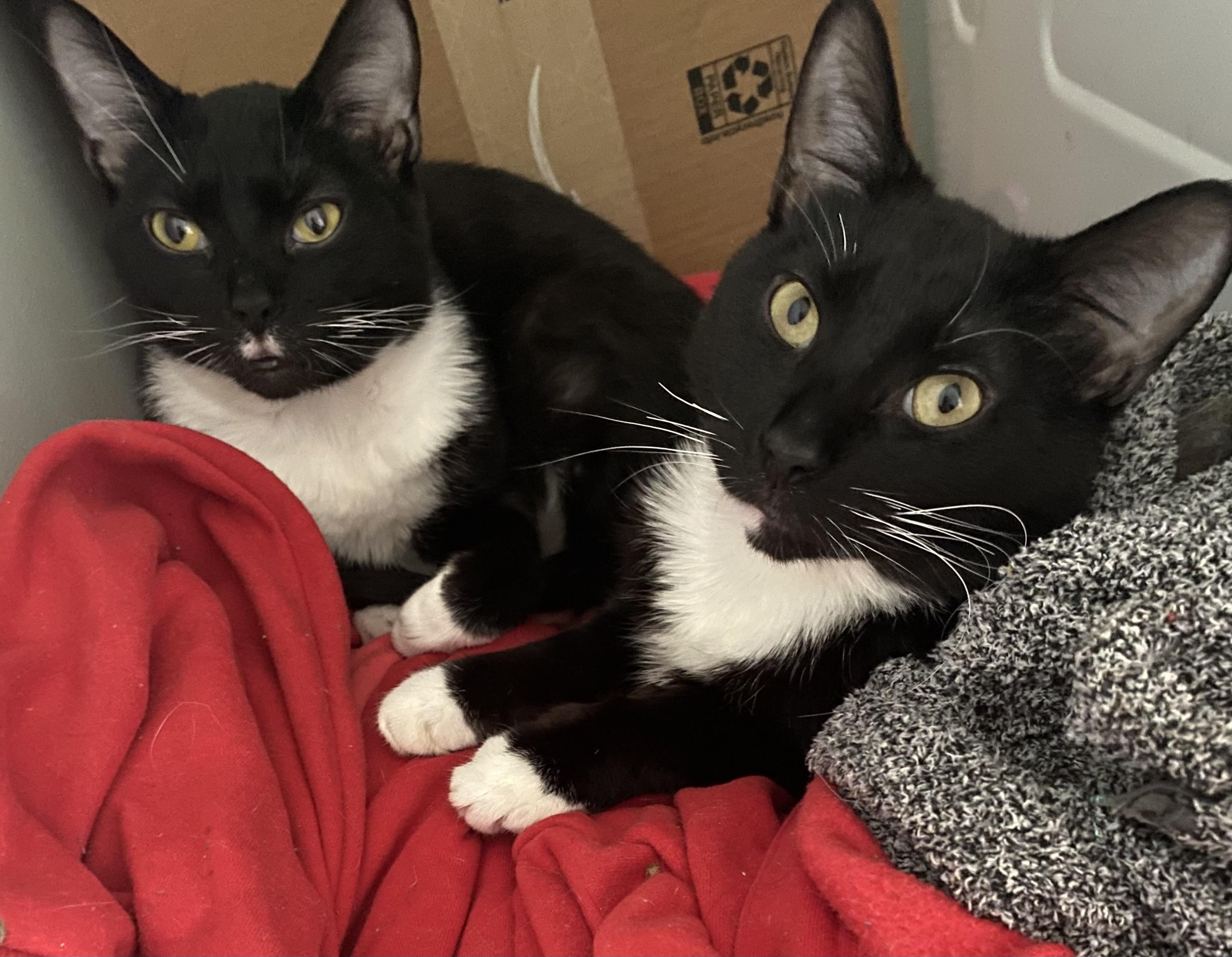 Kirby and Felix say hello! | Scrolller