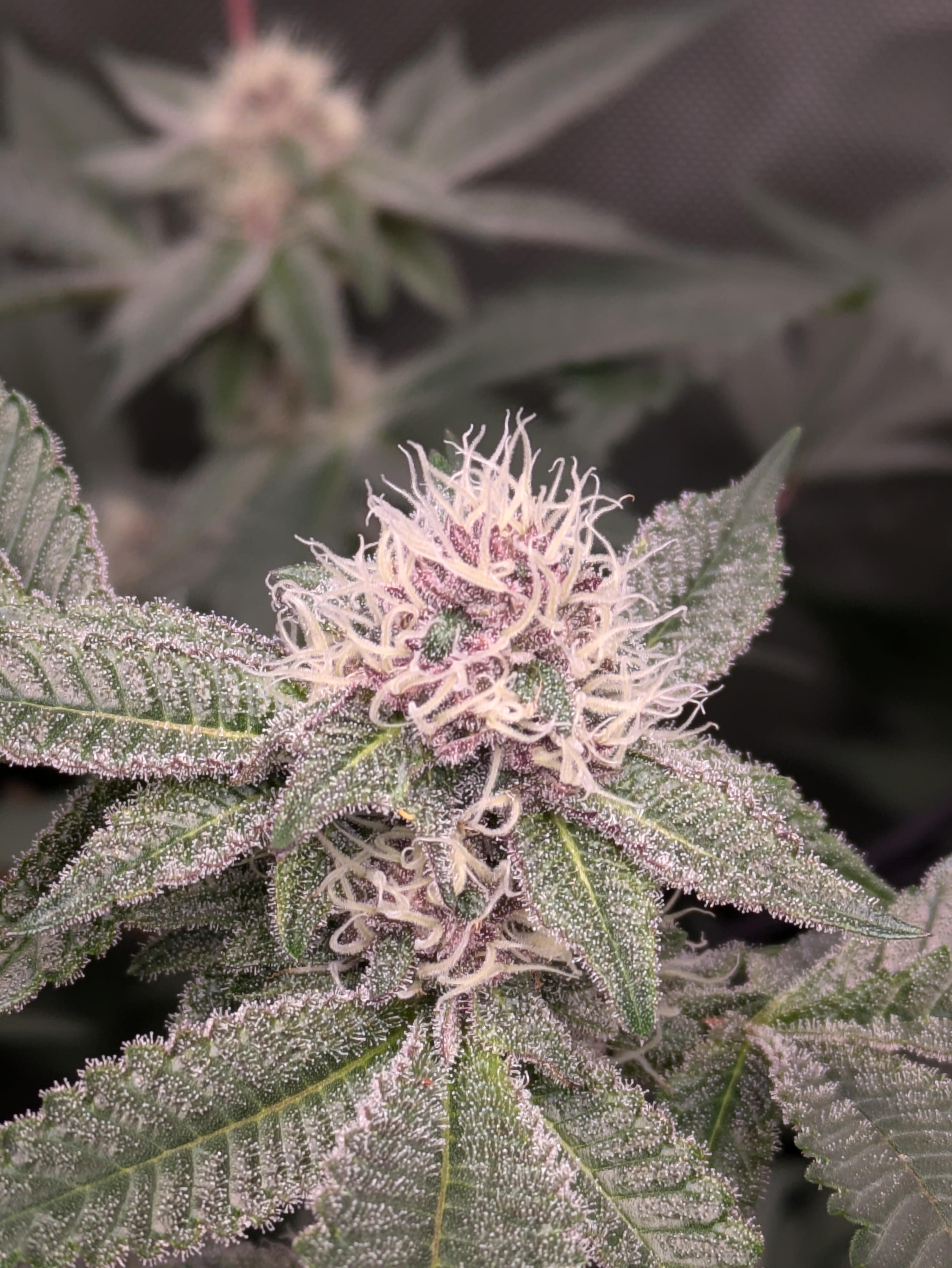 Trop Cherry #8 F28 | Scrolller