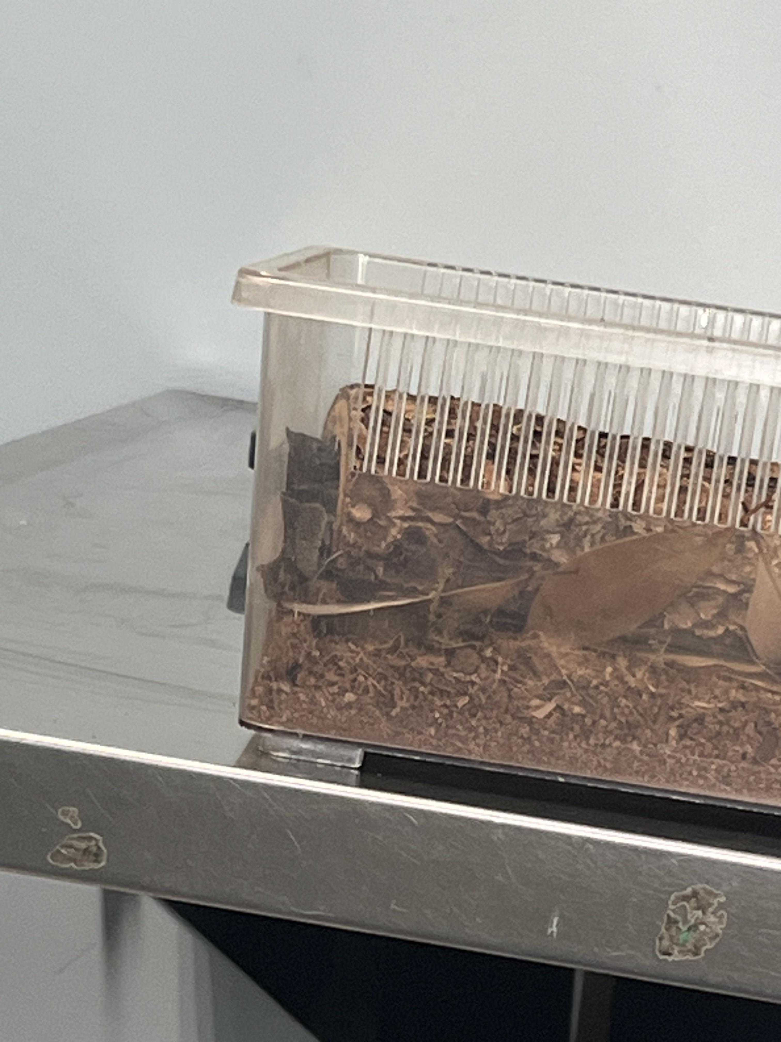 Someone’s not having fun at his first vet appointment | Scrolller