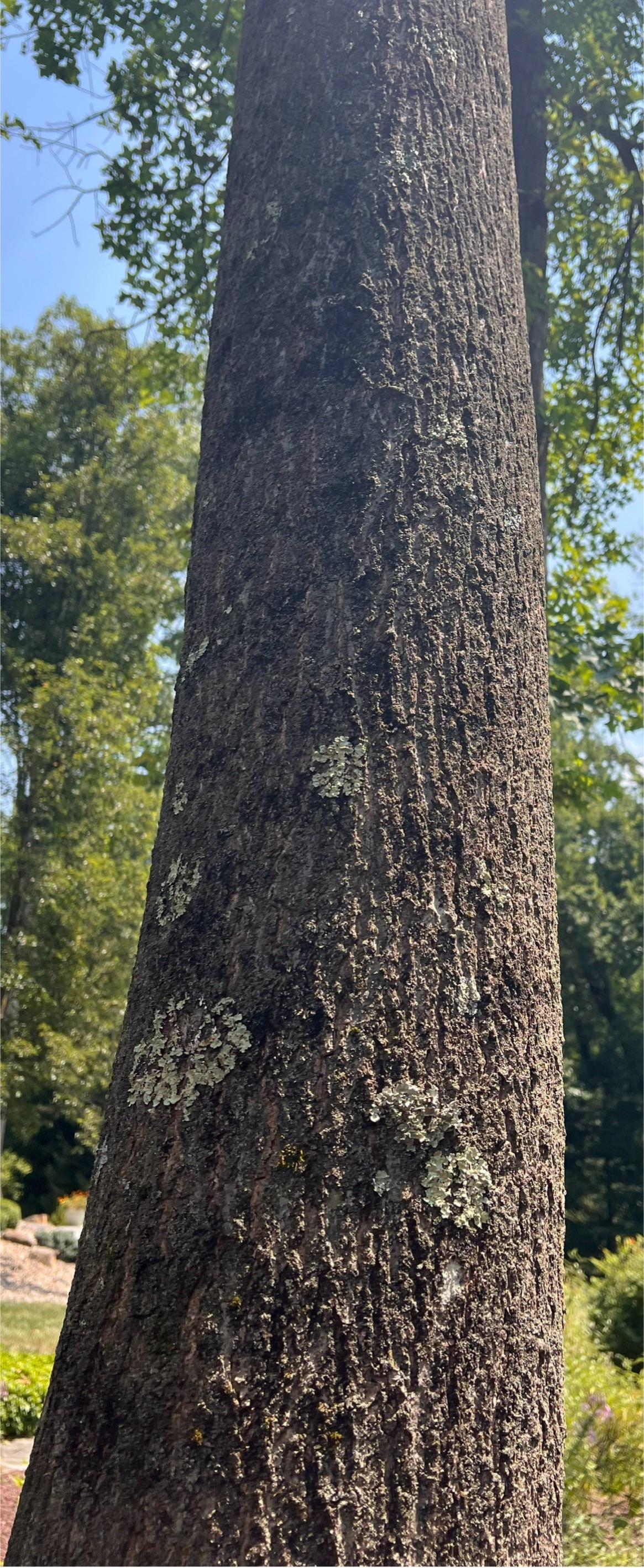 What are the black spots? | Scrolller