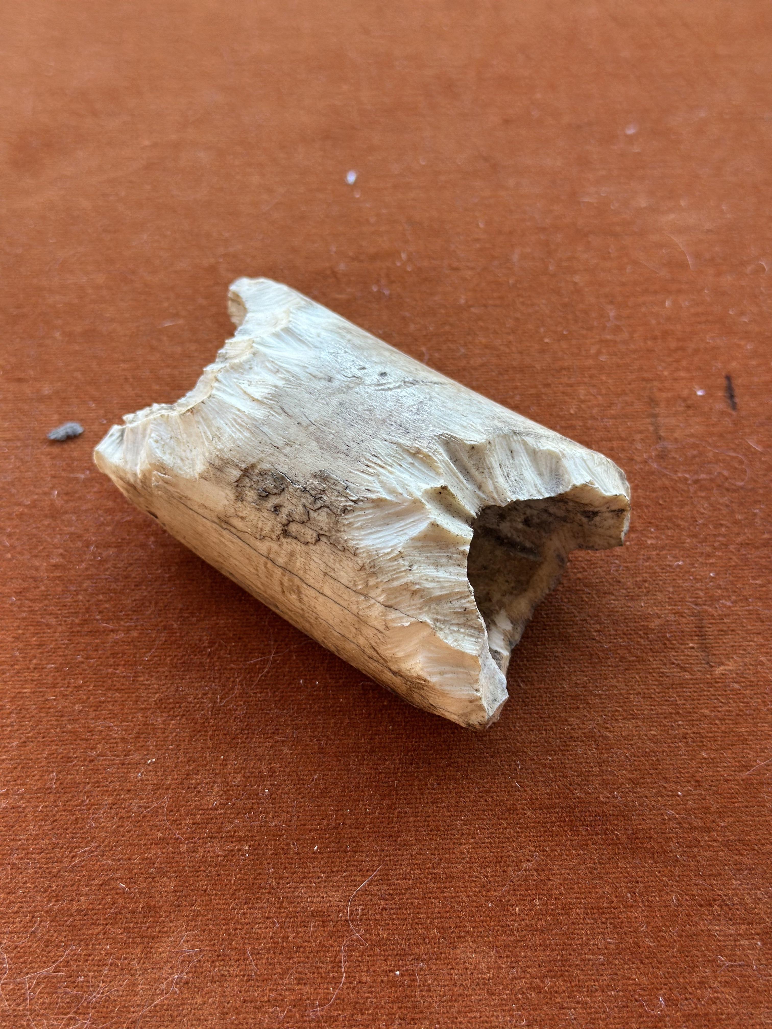 Bone tool? | Scrolller