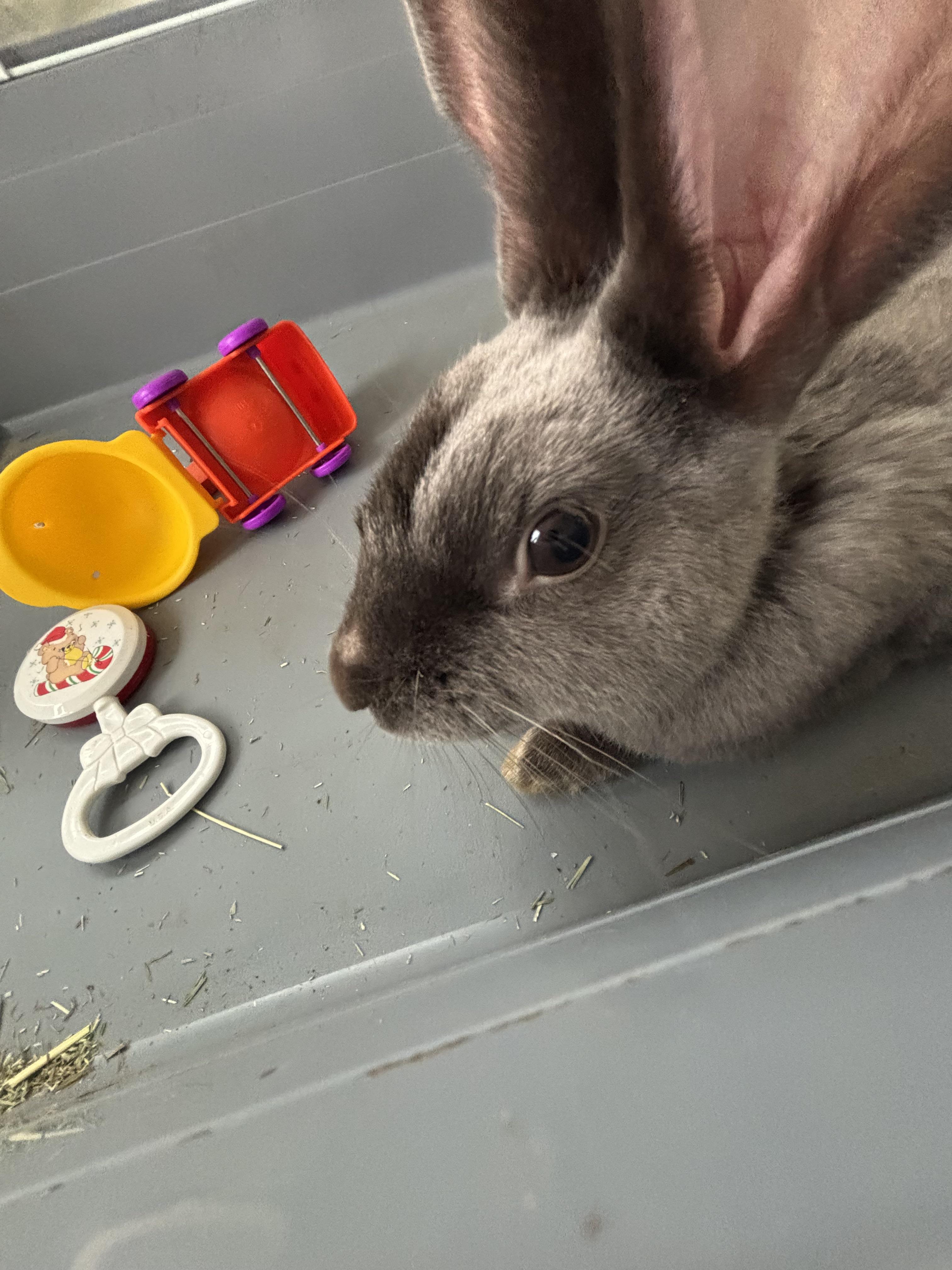 How to potty train? | Scrolller