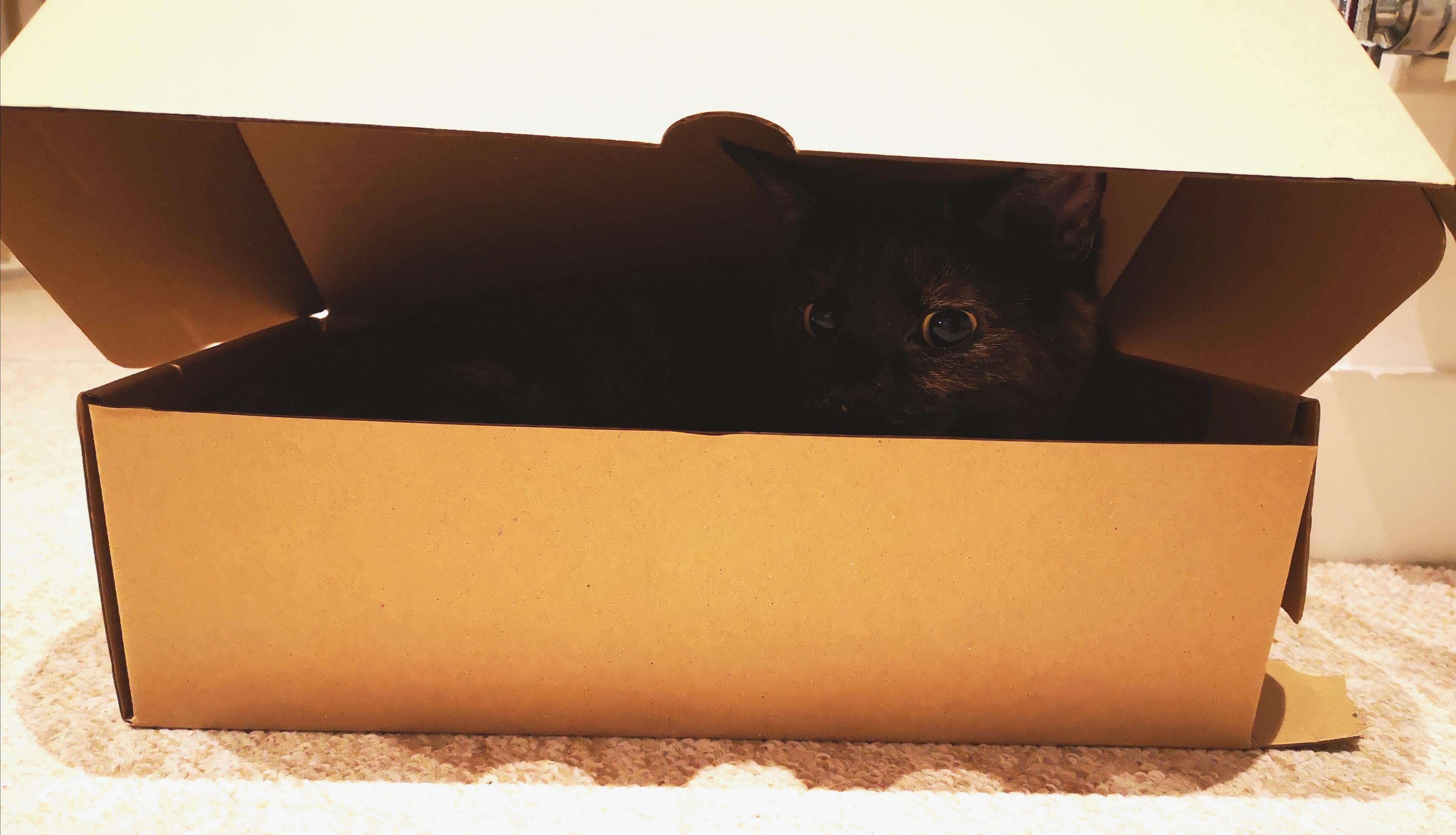 A little box mlem | Scrolller