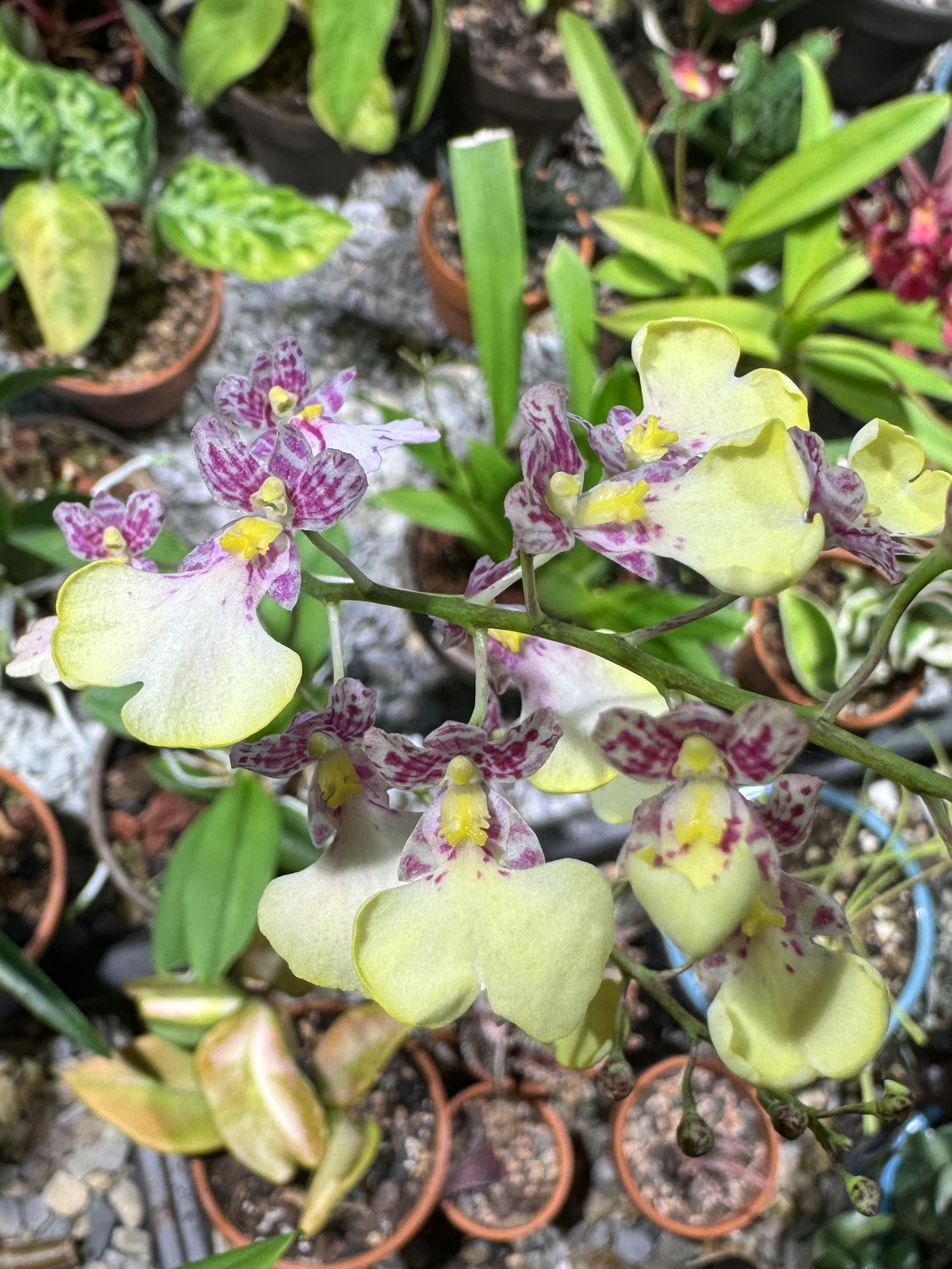 My Ionocidium Popcorn ‘Highlands’ in bloom! | Scrolller