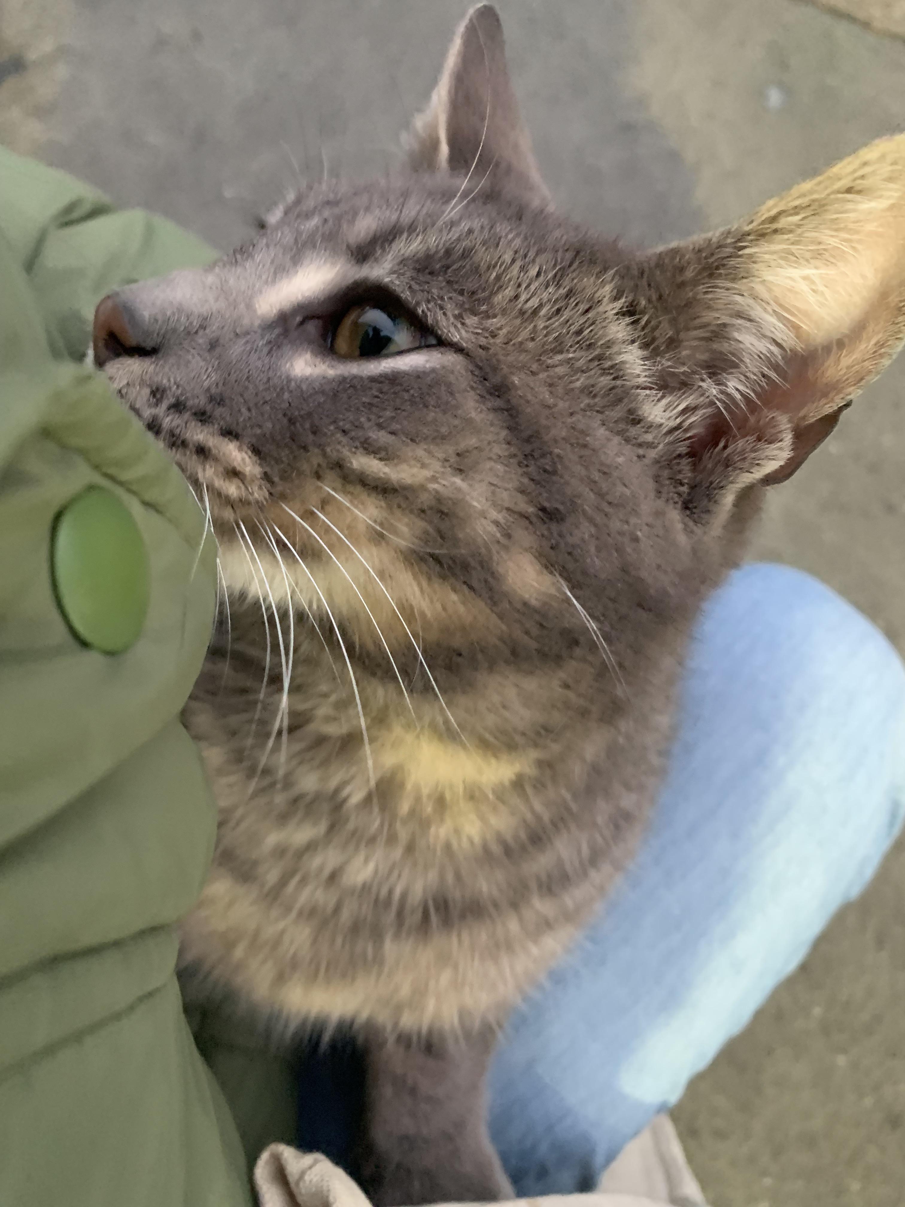 He has chosen us. Does anyone know what model is he? | Scrolller