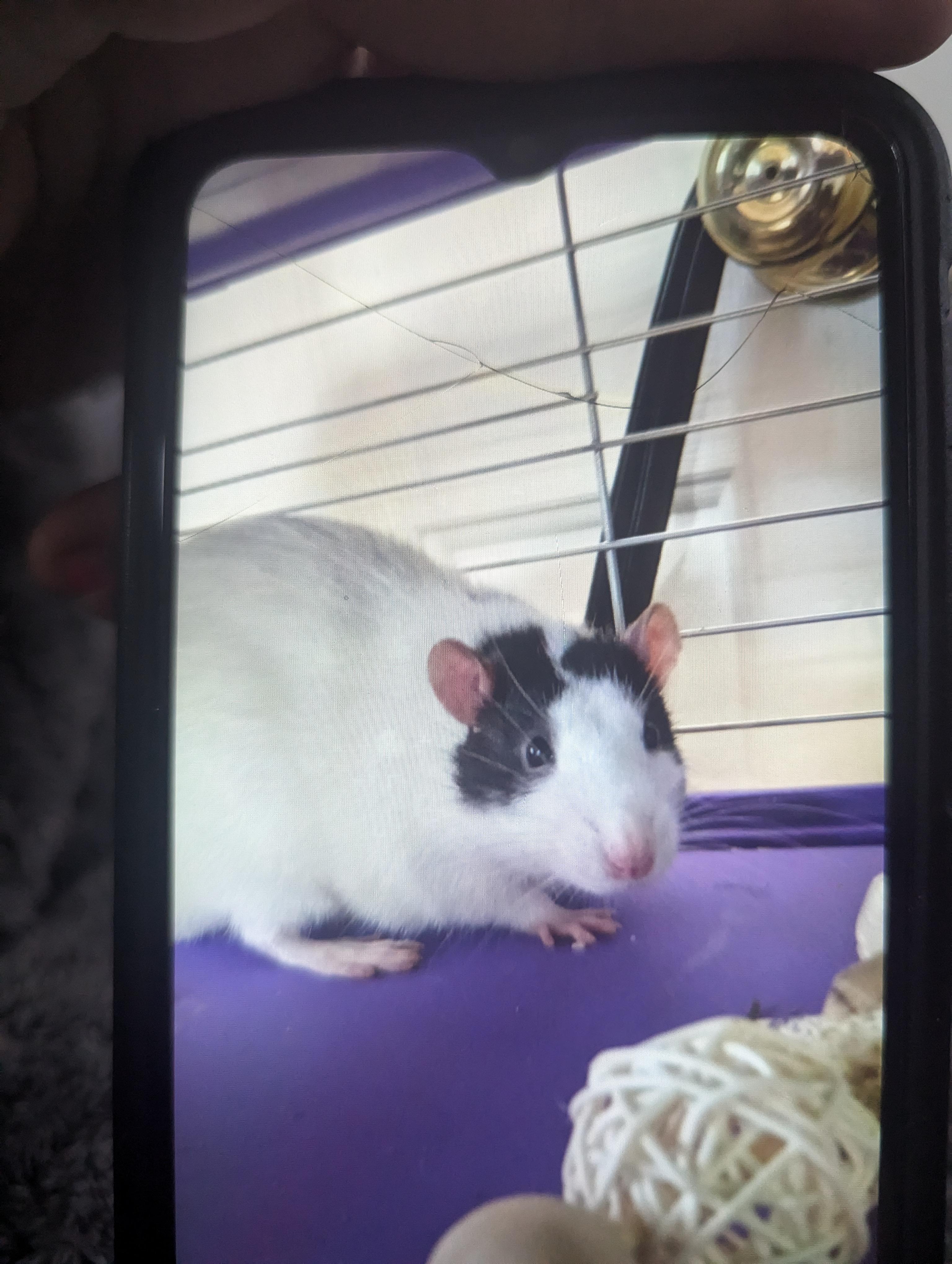 Throwback | Scrolller