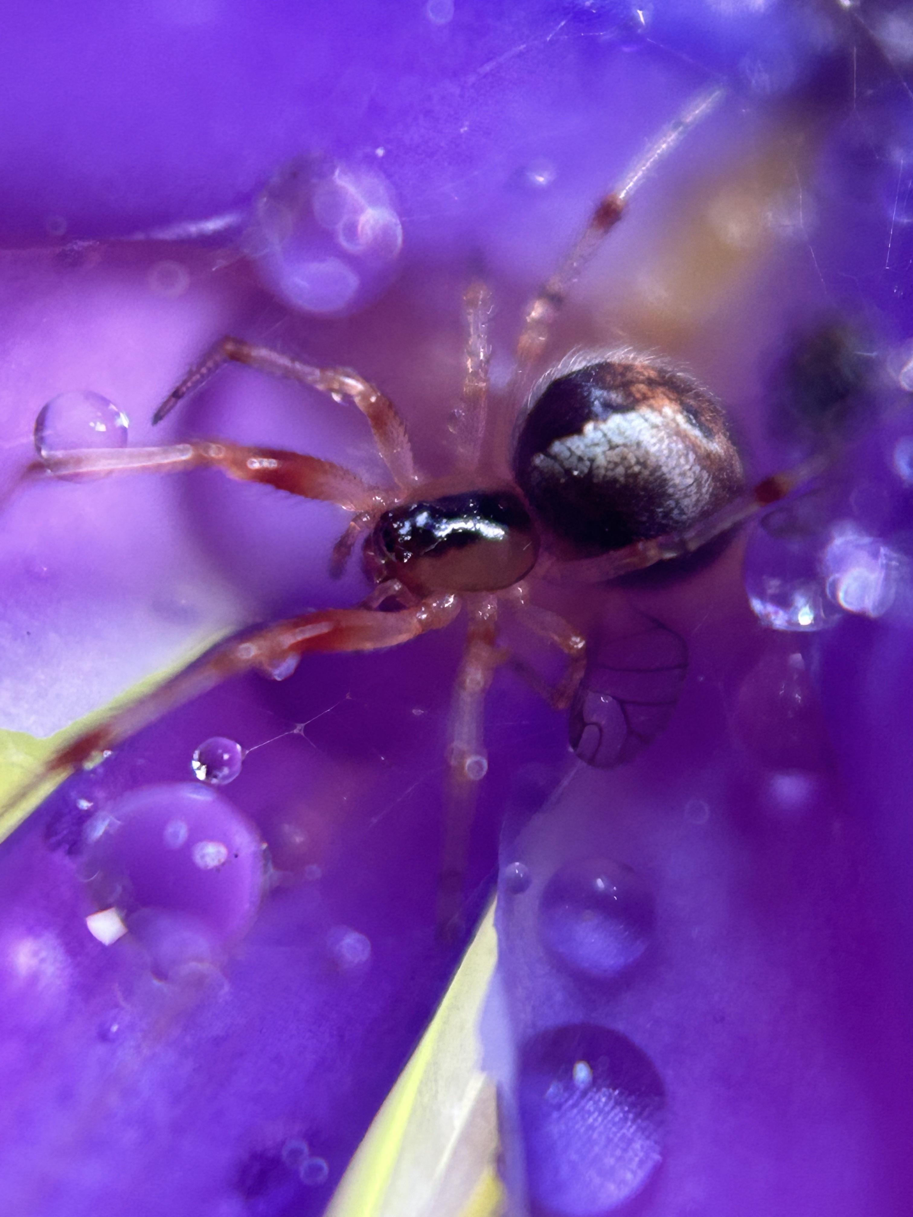 My iris attracts some pretty good looking spiders | Scrolller