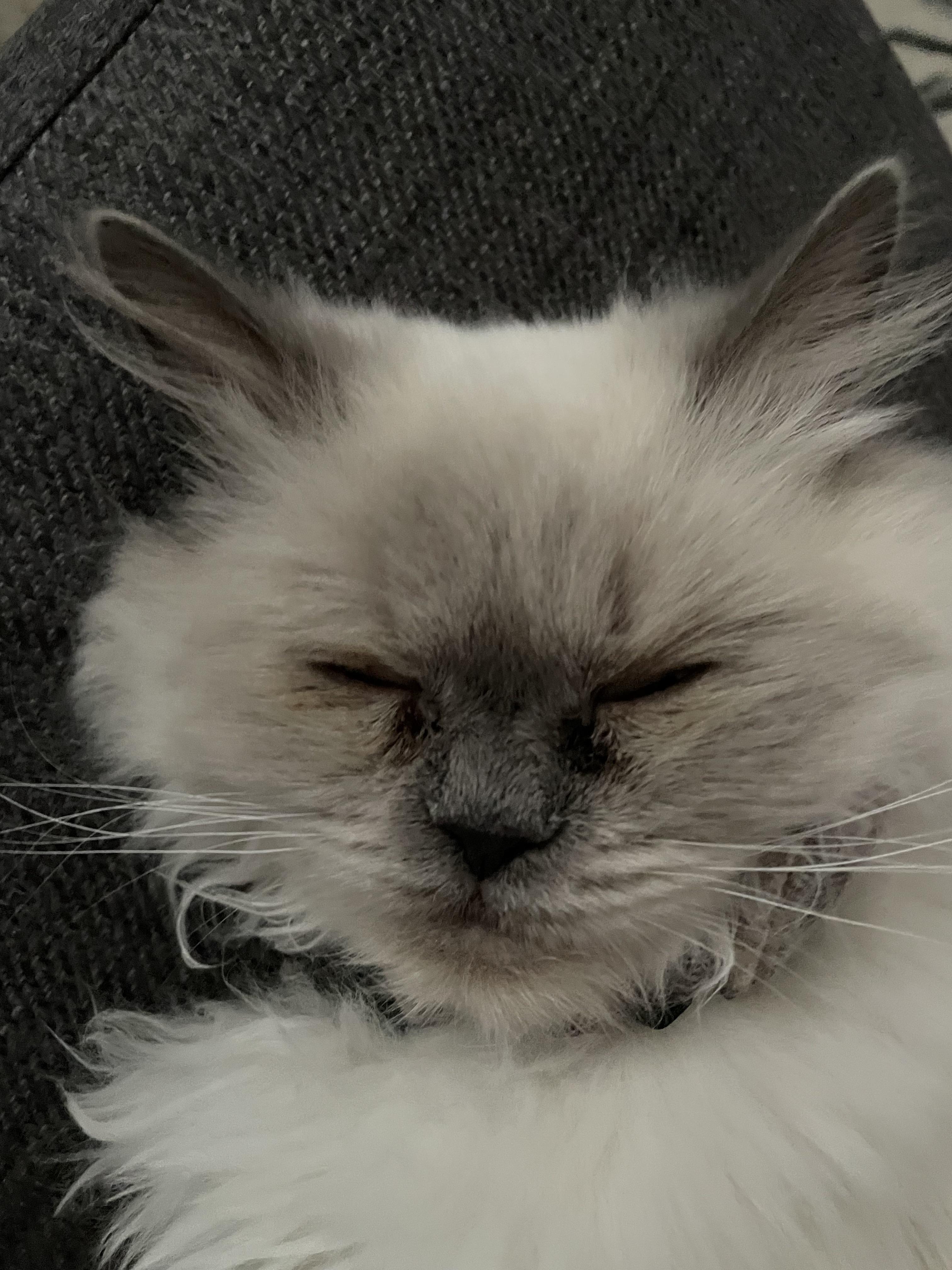 Fluffy Floof 🐱 | Scrolller