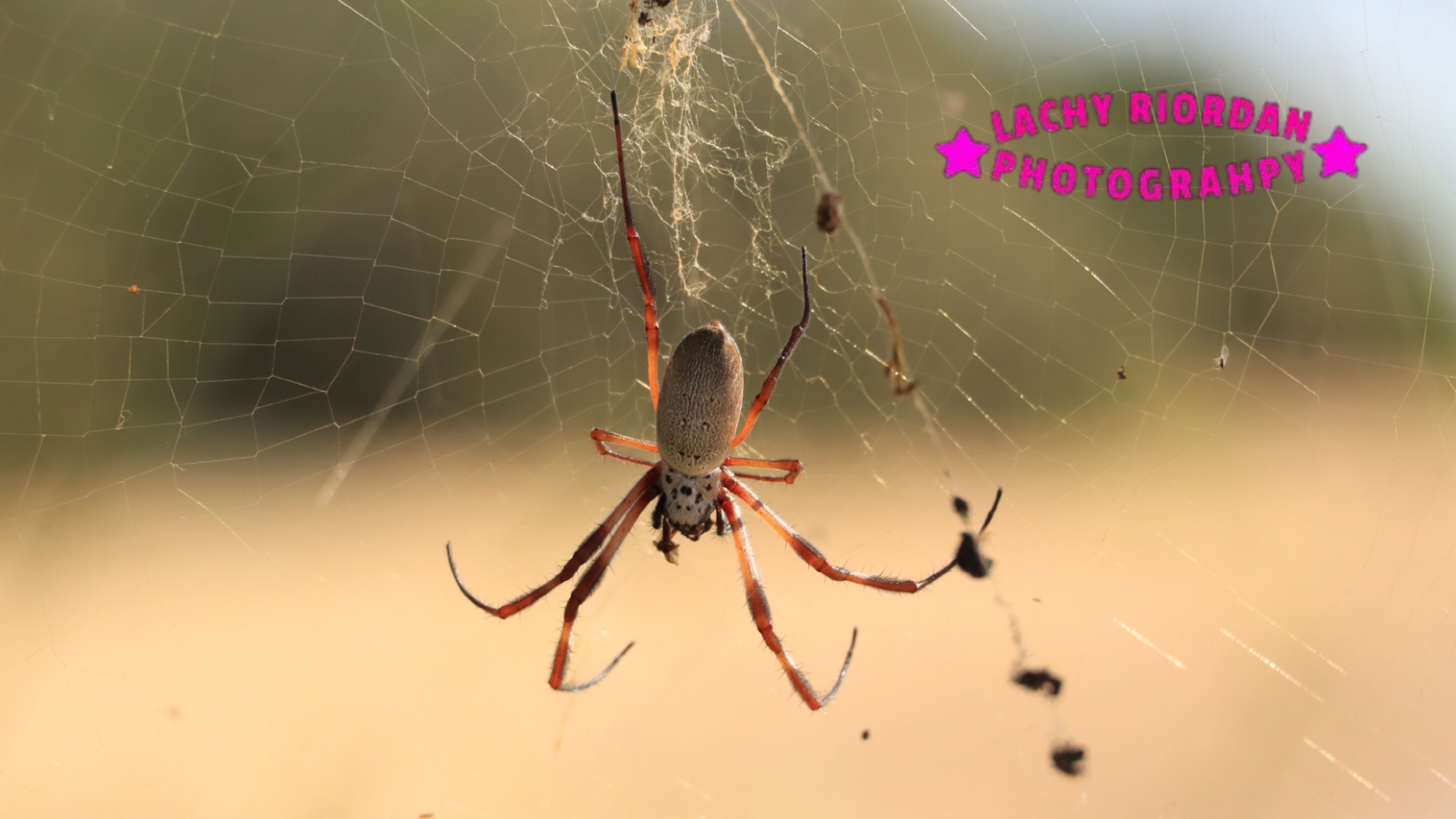Just some photos of beautiful spiders | Scrolller
