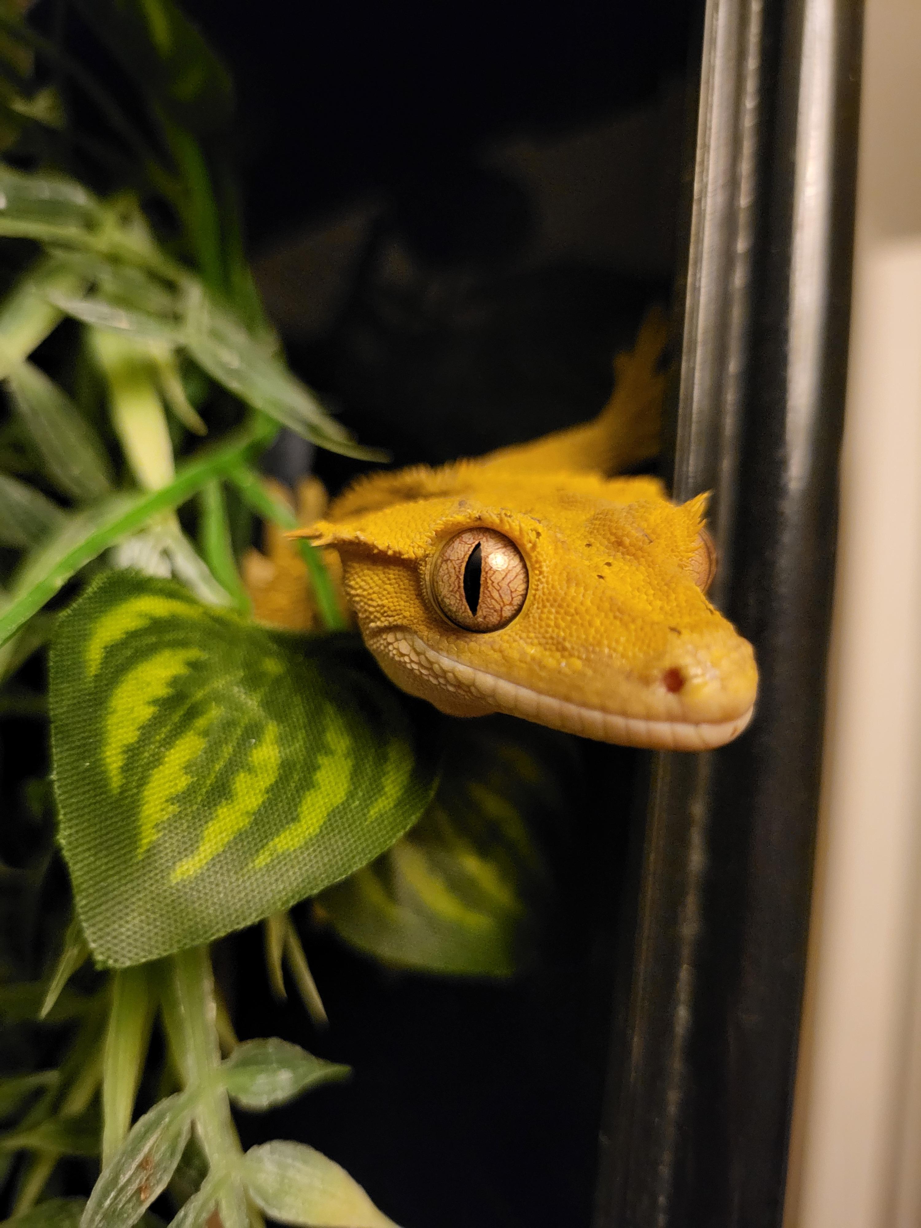 Echo says "Smile" | Scrolller