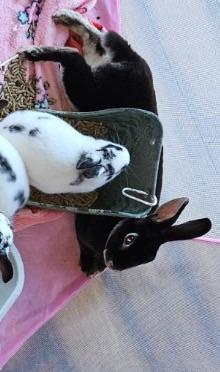 Discover more like Rabbits: My rabbit is acting weird and Related Content | Scrolller