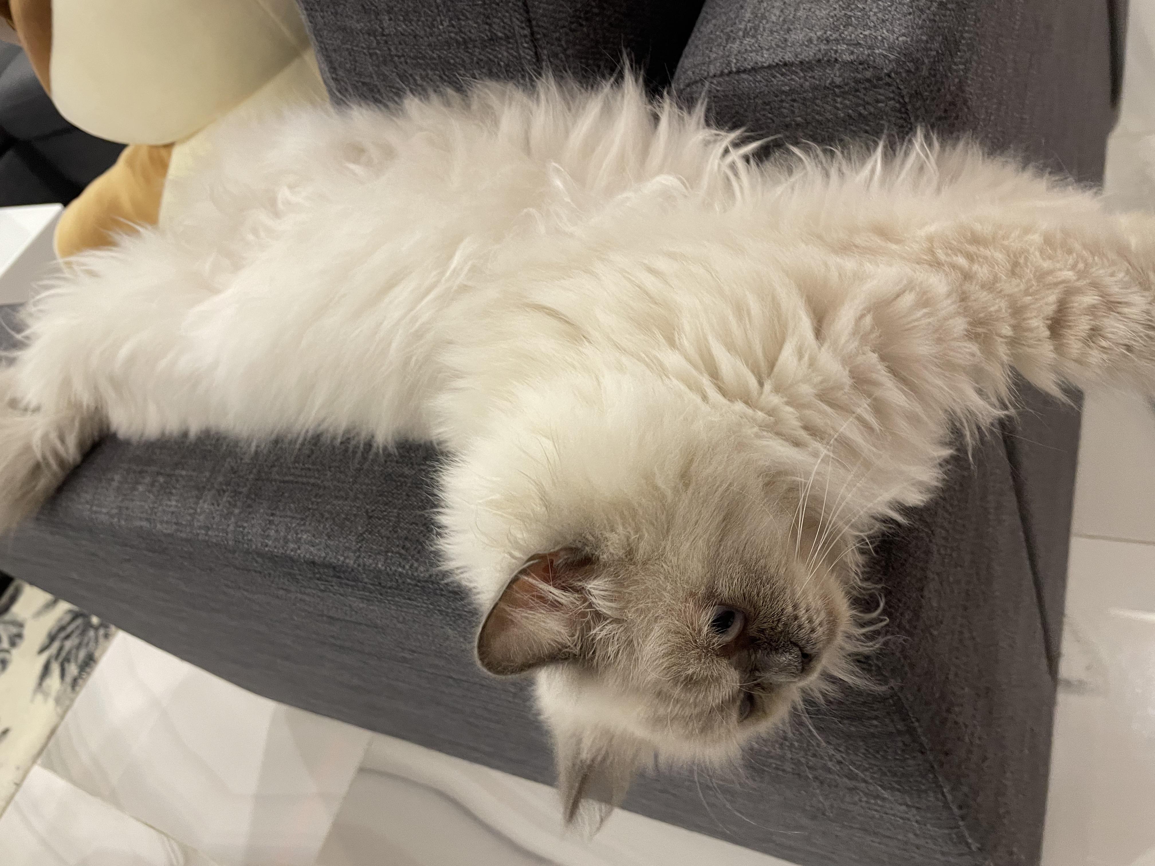 Praise Da Floof Belly | Scrolller