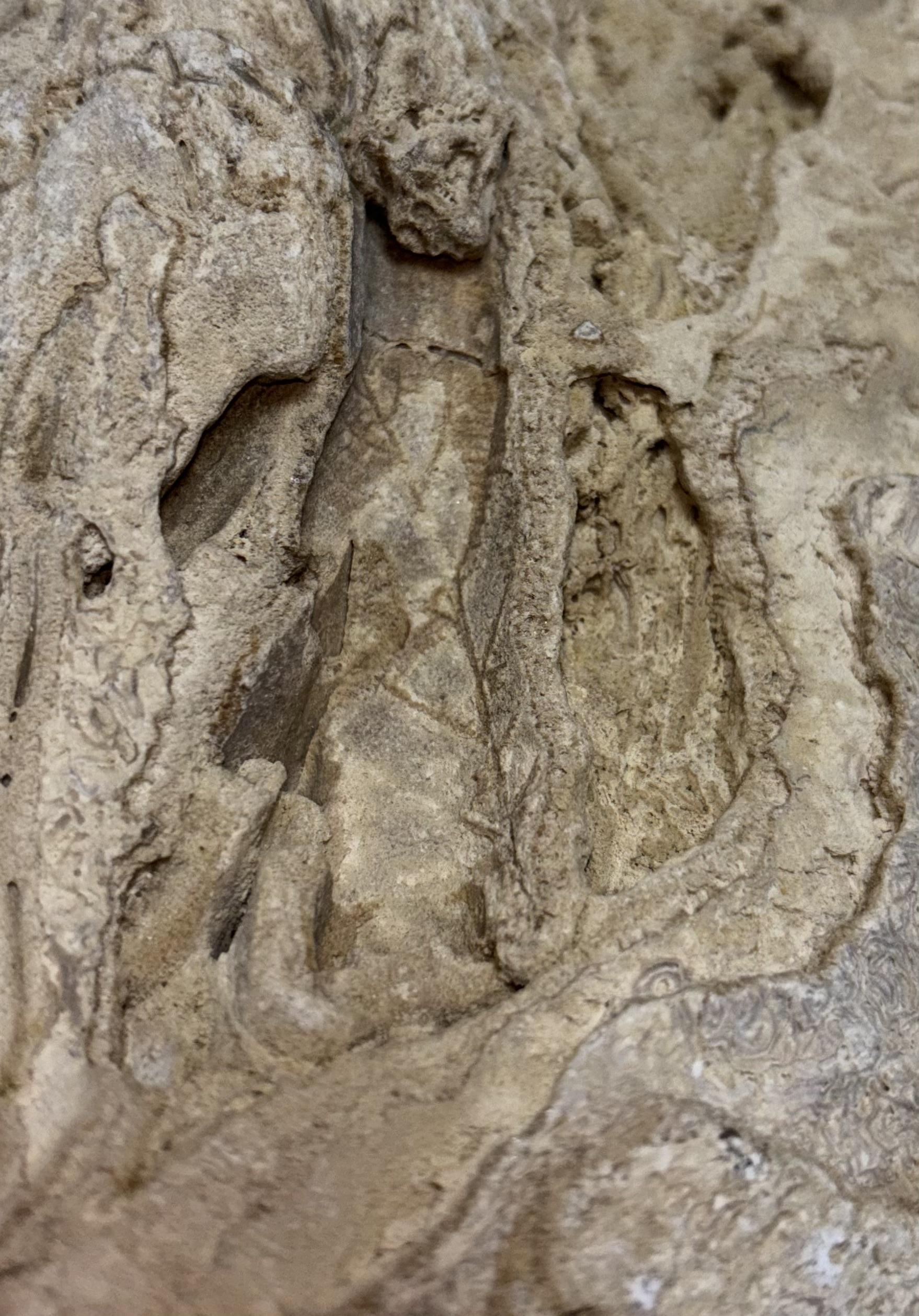 Are these different species of leaves? | Scrolller