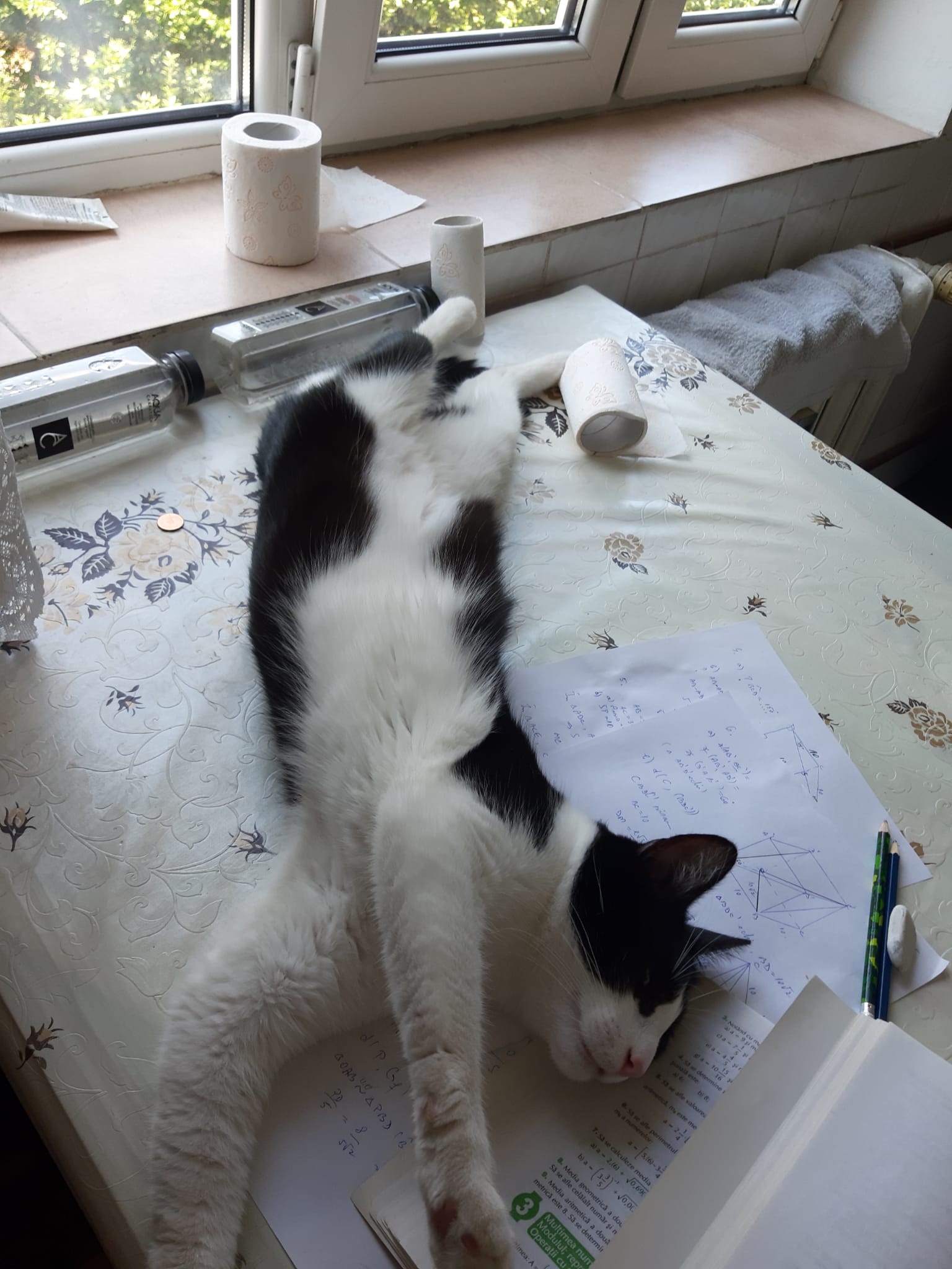 Please tell Izzy how pretty she is | Scrolller