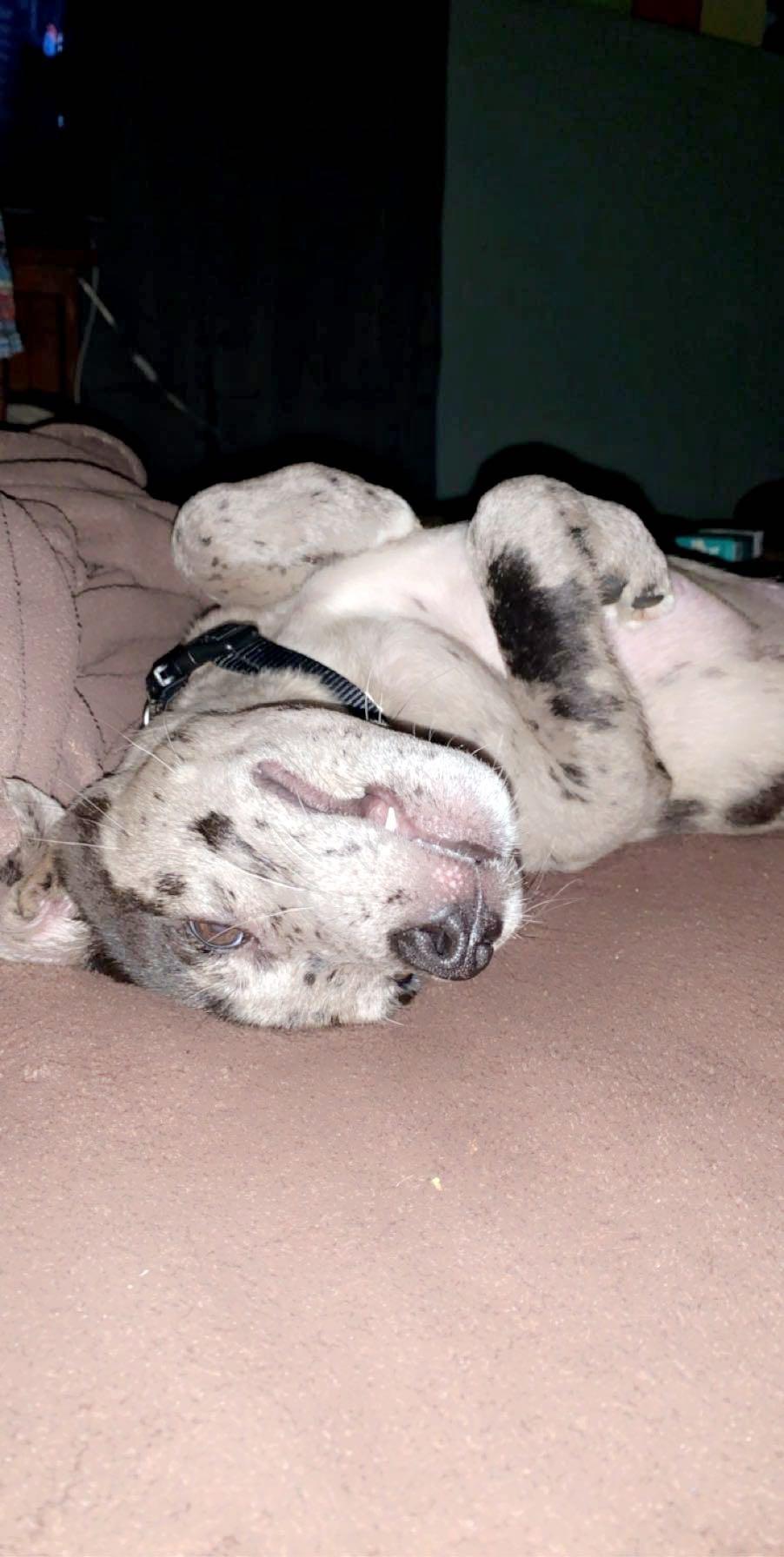 Reddit World, Meet my son, Apollo! | Scrolller