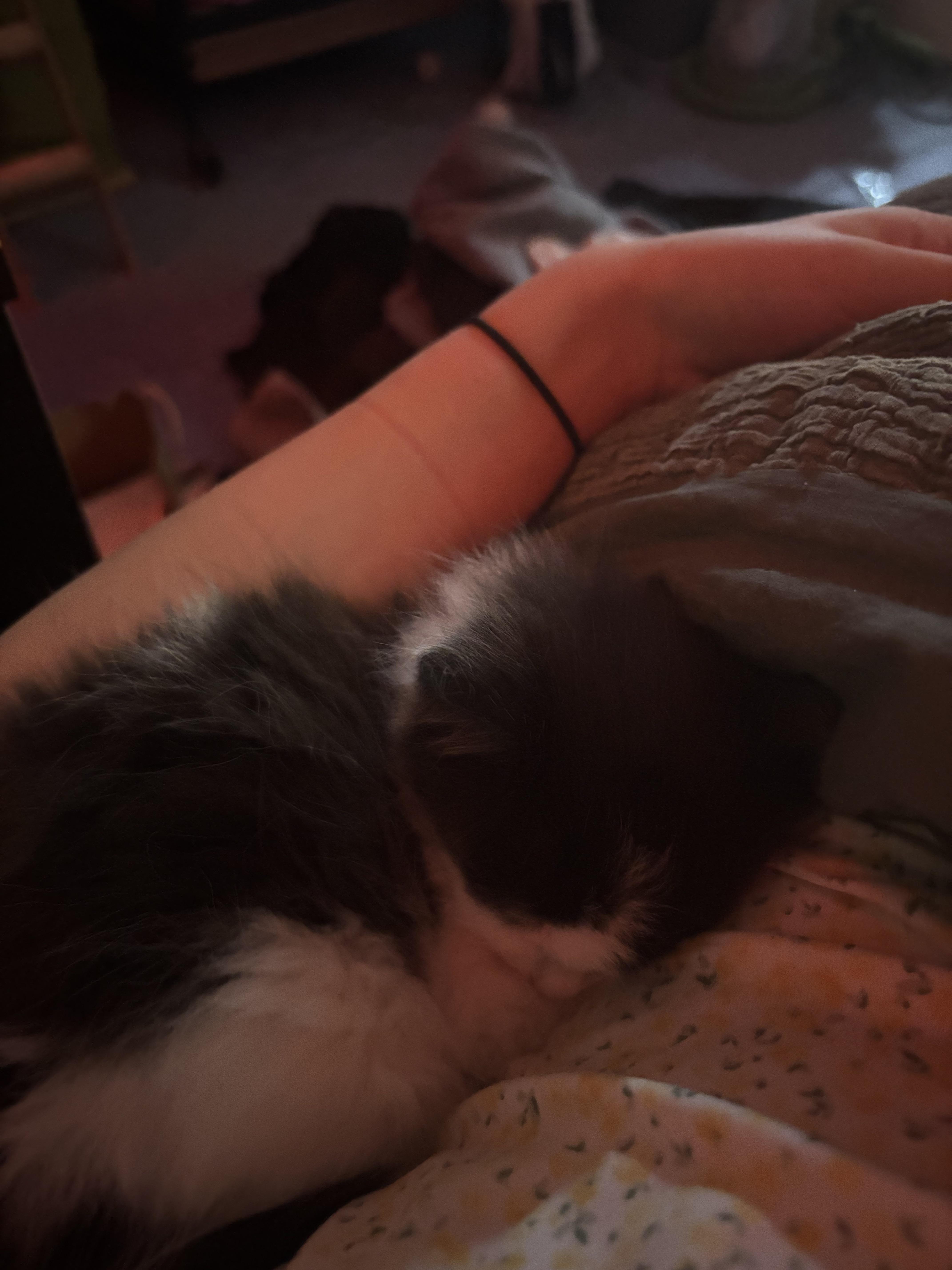 Meet goose! | Scrolller