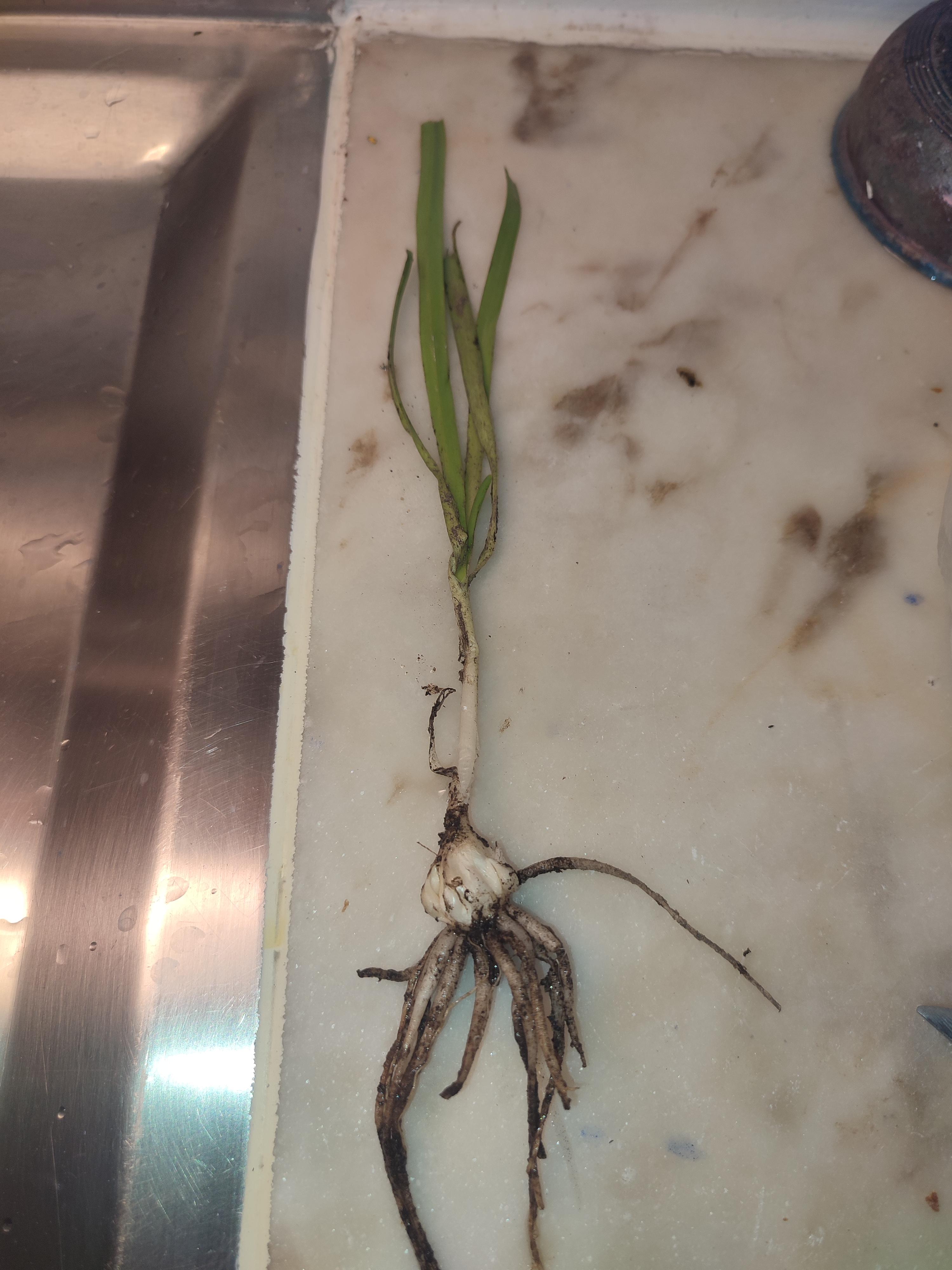 Help identify | Scrolller