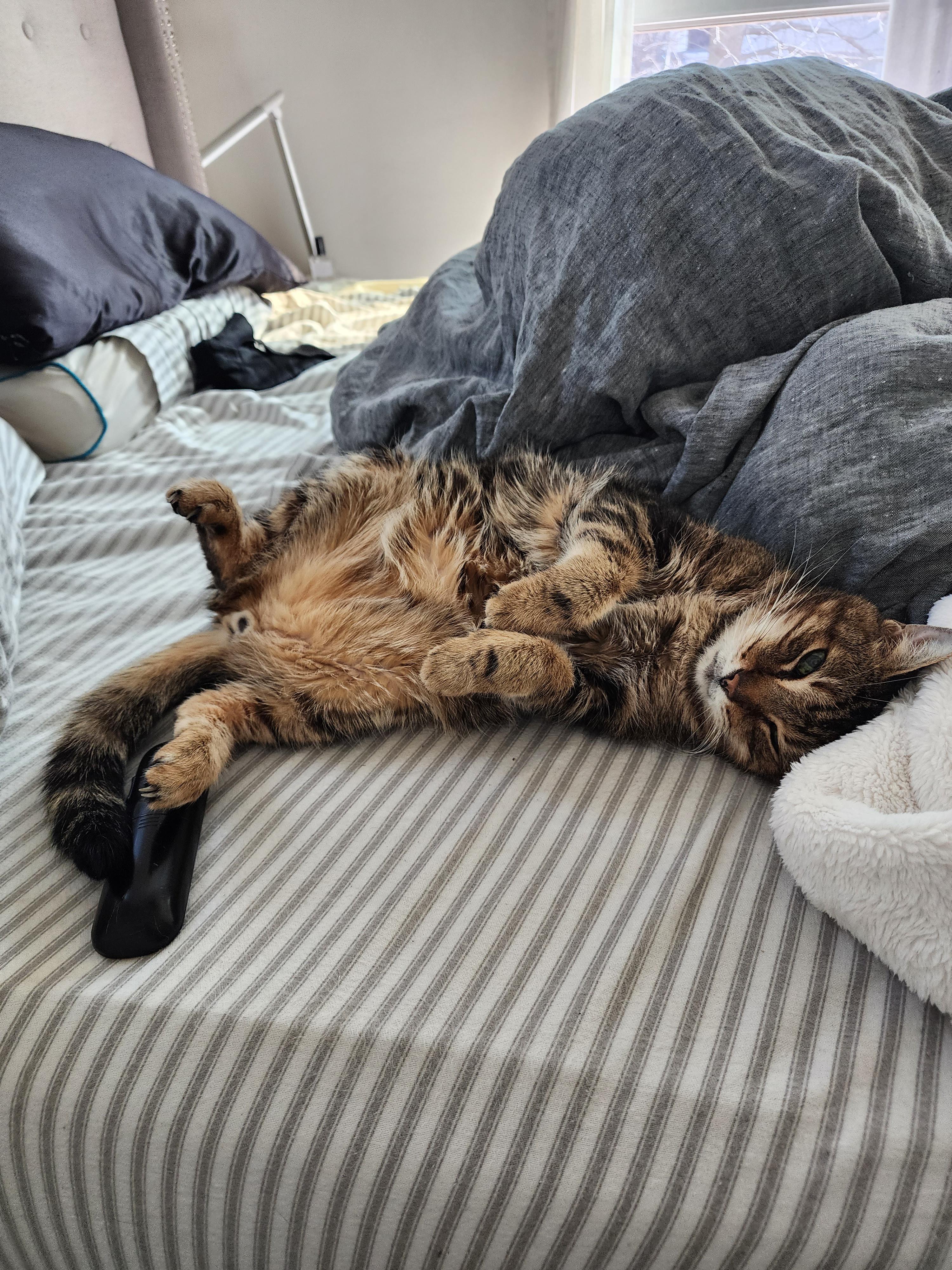 Waylon in repose over the last 12 hours | Scrolller