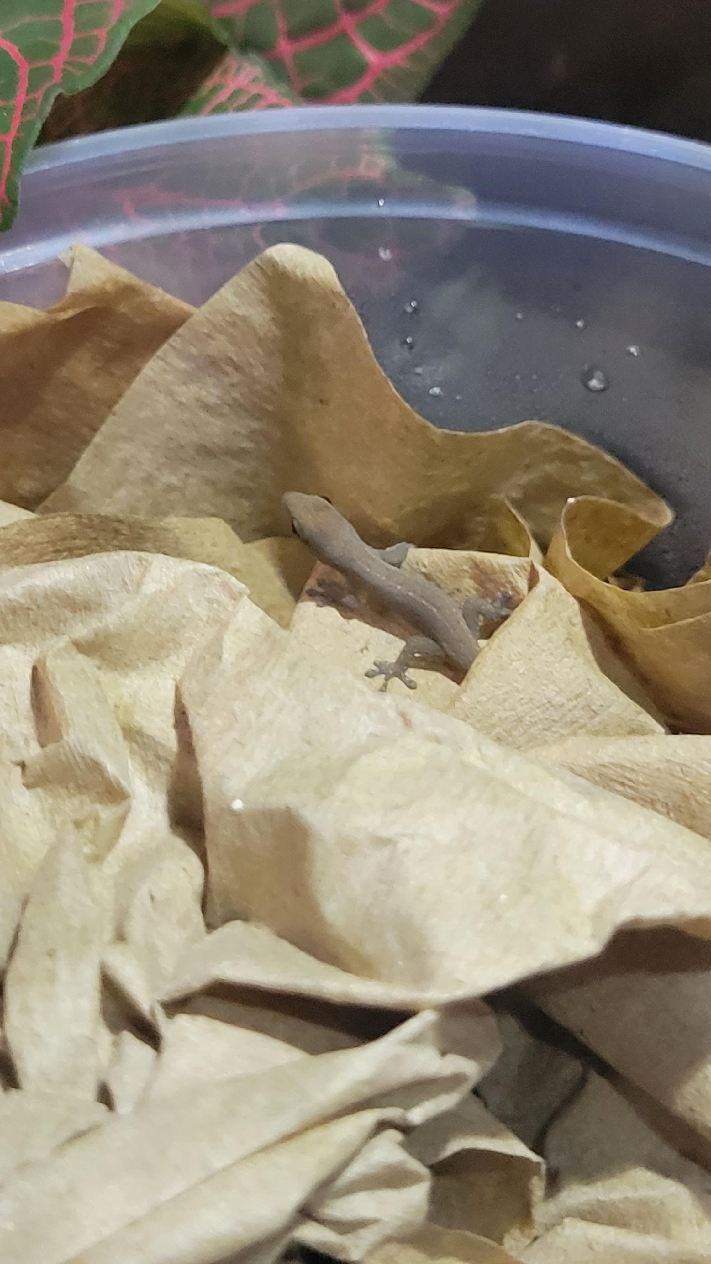 Seath and Cinder | Scrolller