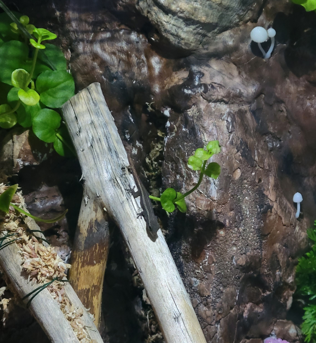 Seath and Cinder | Scrolller