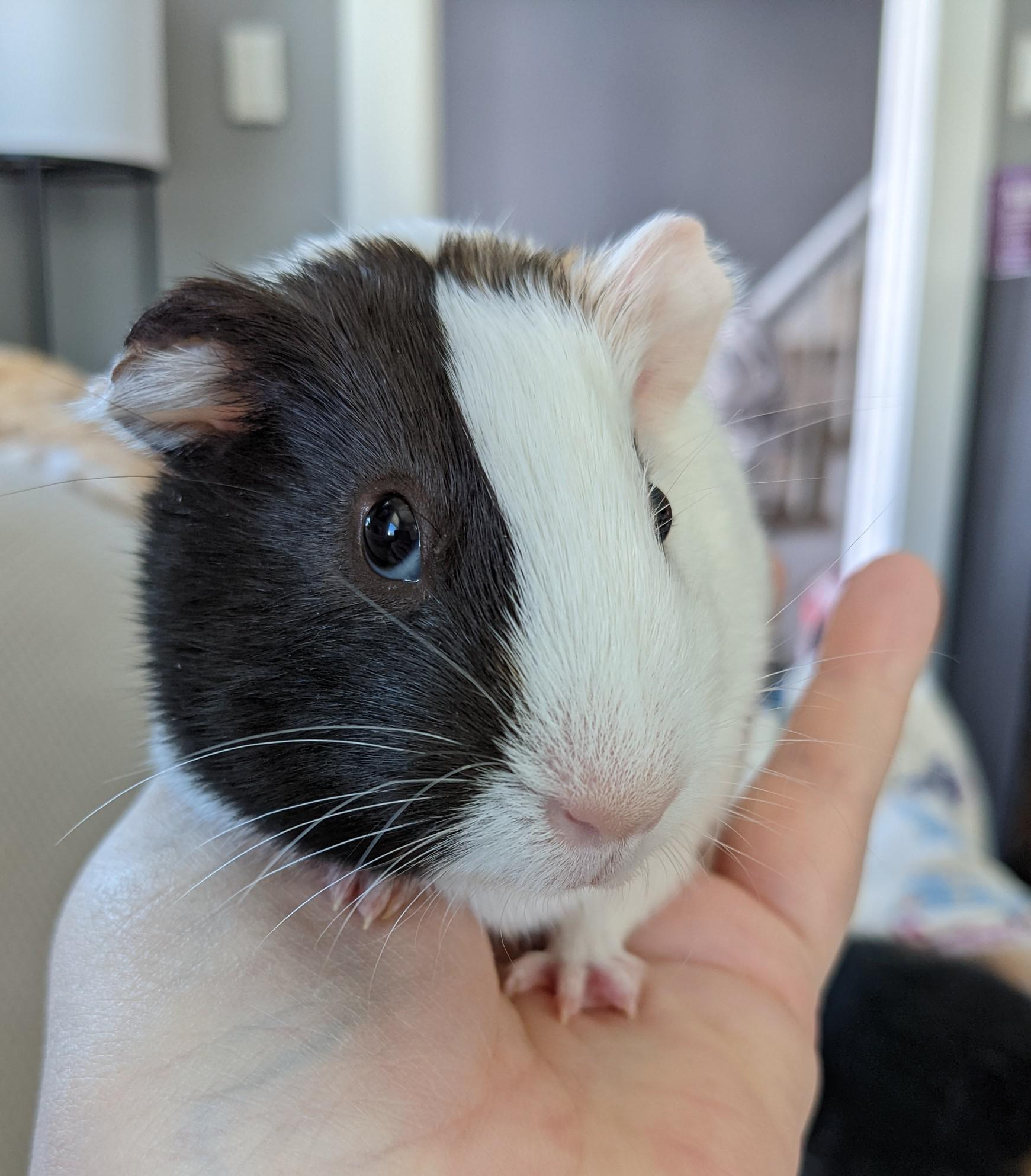 Benji's getting so big!! | Scrolller