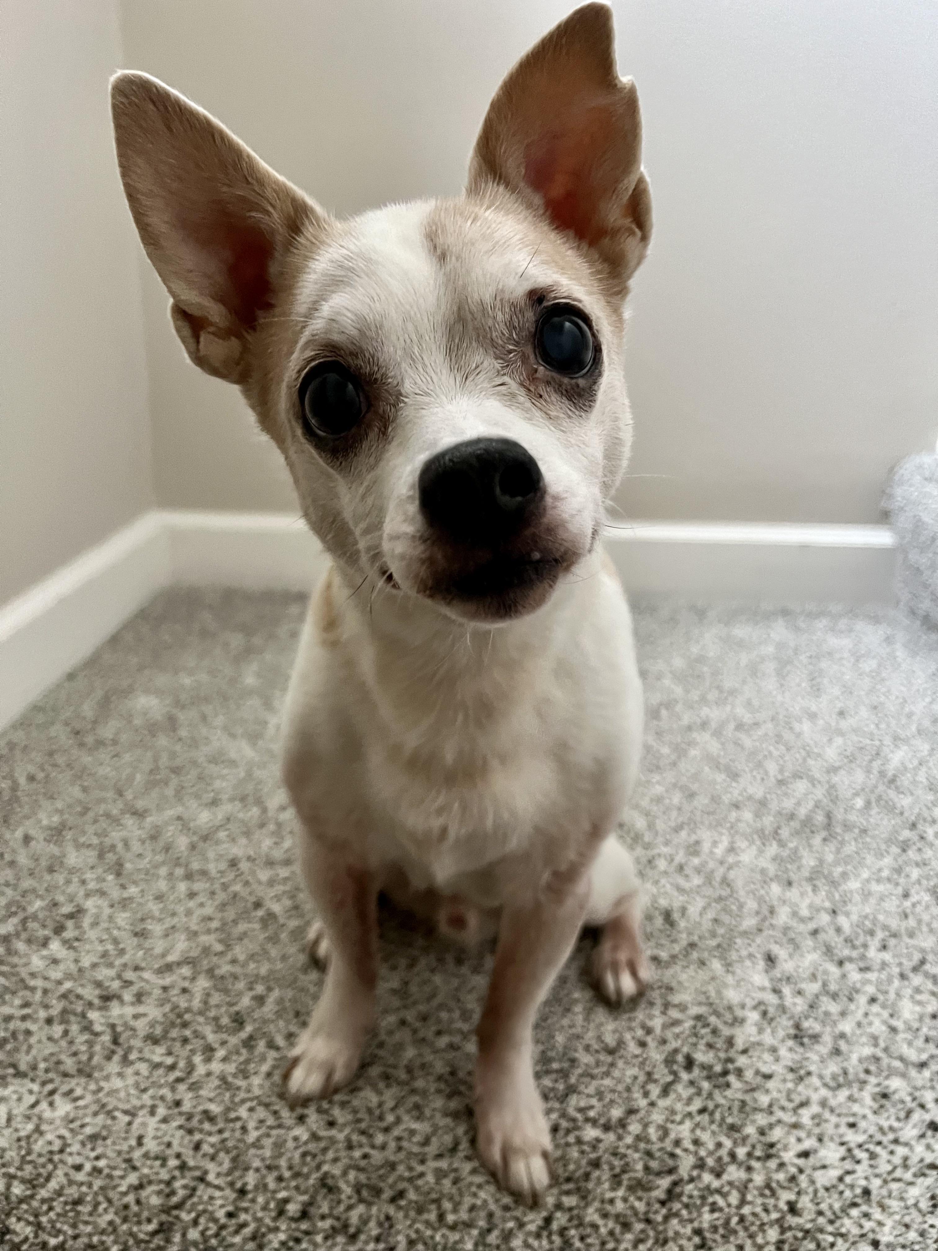 Discover more like Chihuahua: Today is Toby’s 14th birthday! and Related Content | Scrolller
