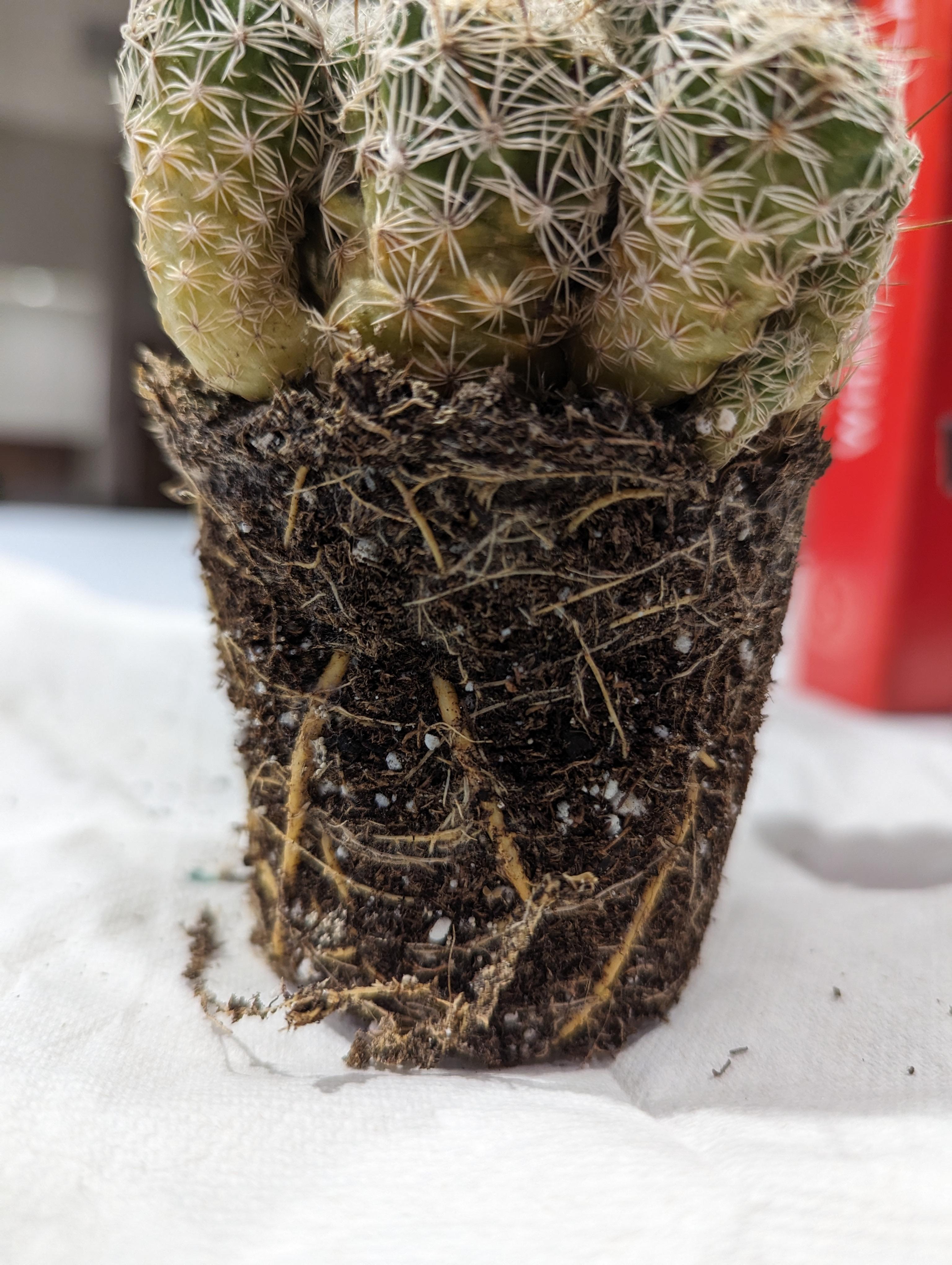 Help! Is this cactus I got healthy? | Scrolller