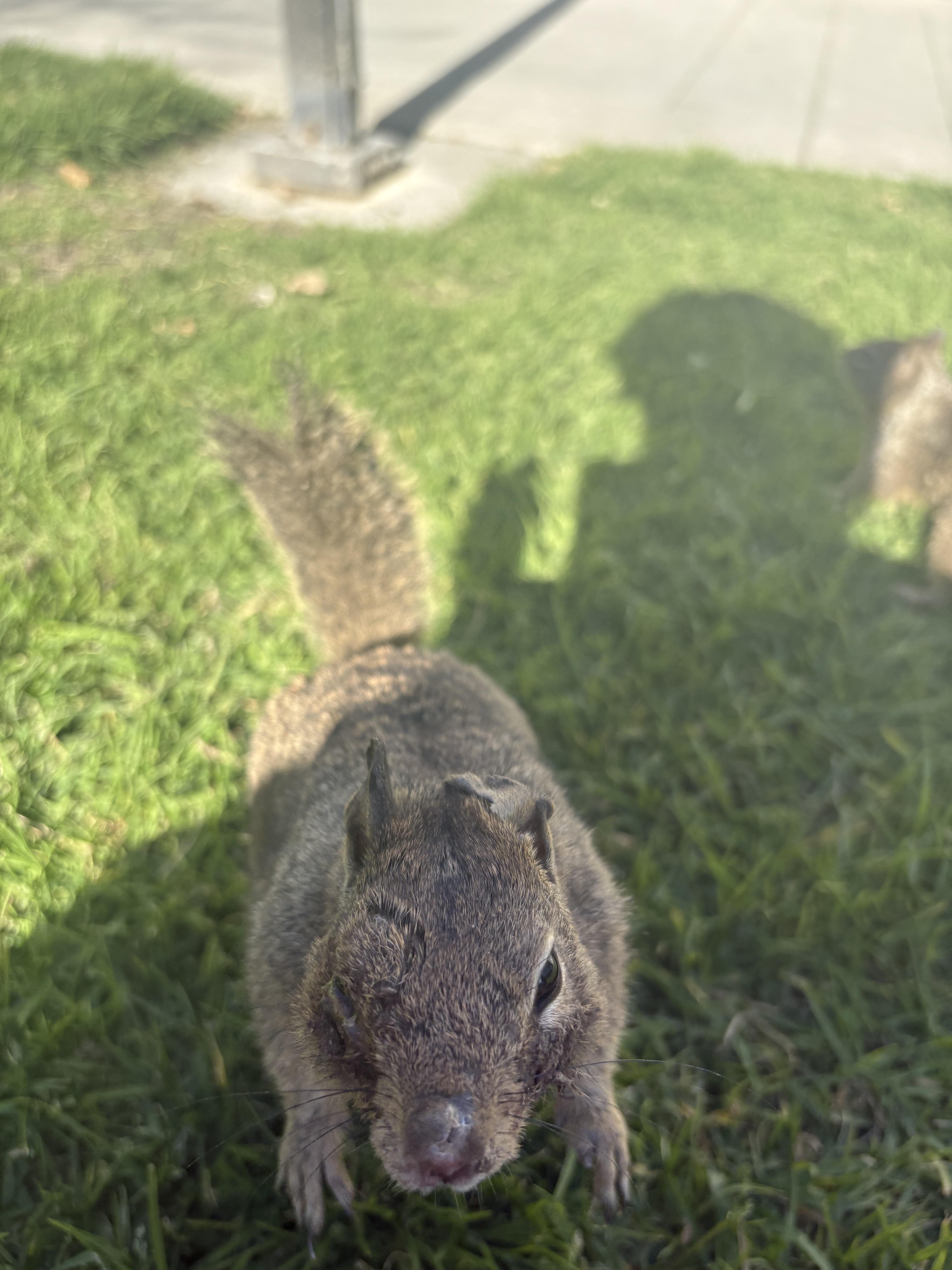 Swollen Eye, Tough fur in the face (skin condition), warty nose (?) | Scrolller