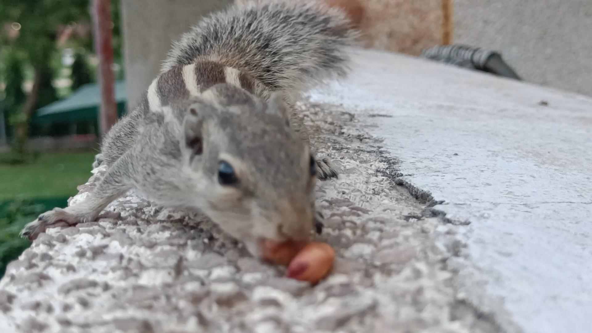 Cannot believe how lucky I am to be visited by these adorable creatures. | Scrolller