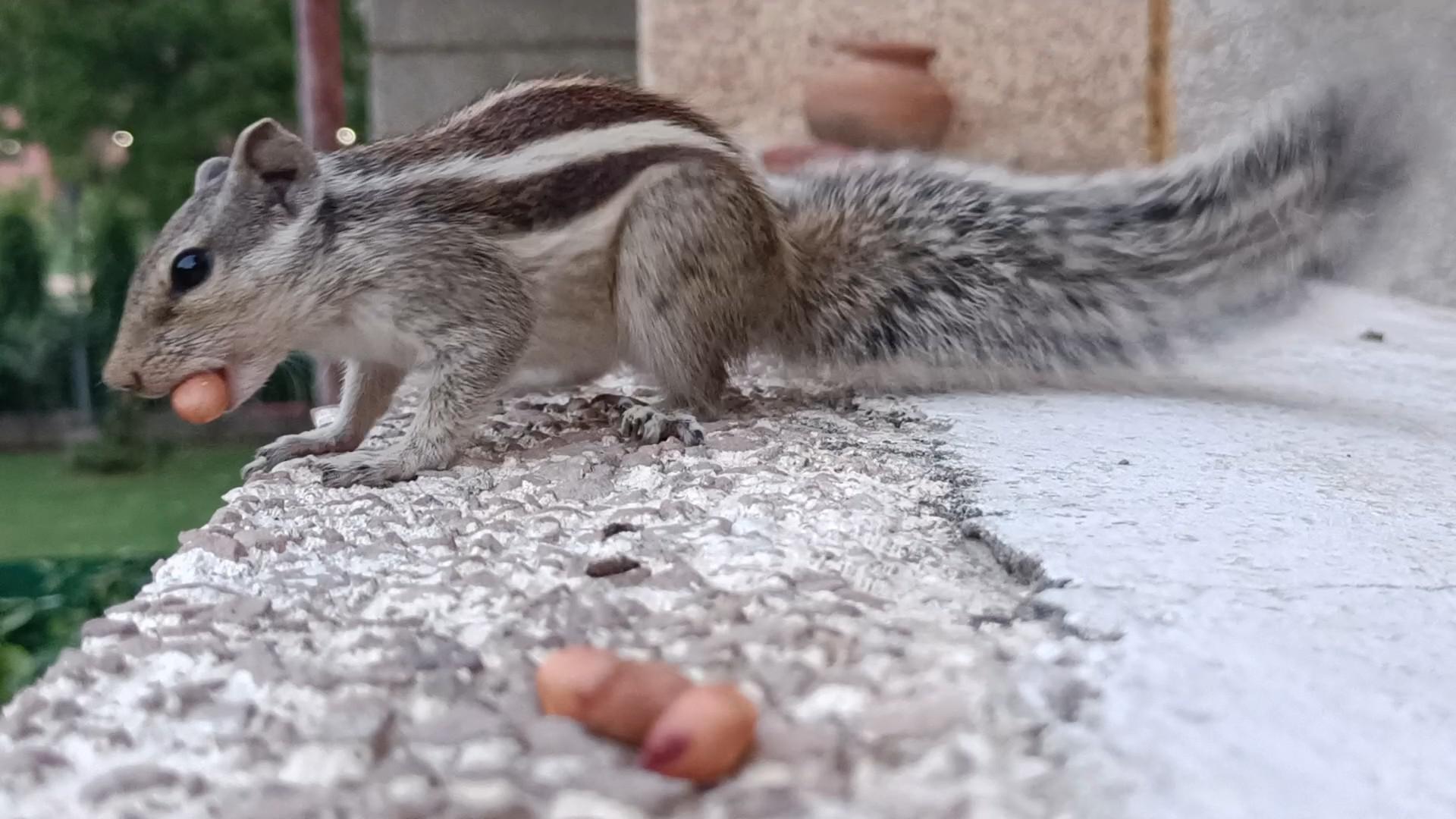 Cannot believe how lucky I am to be visited by these adorable creatures. | Scrolller