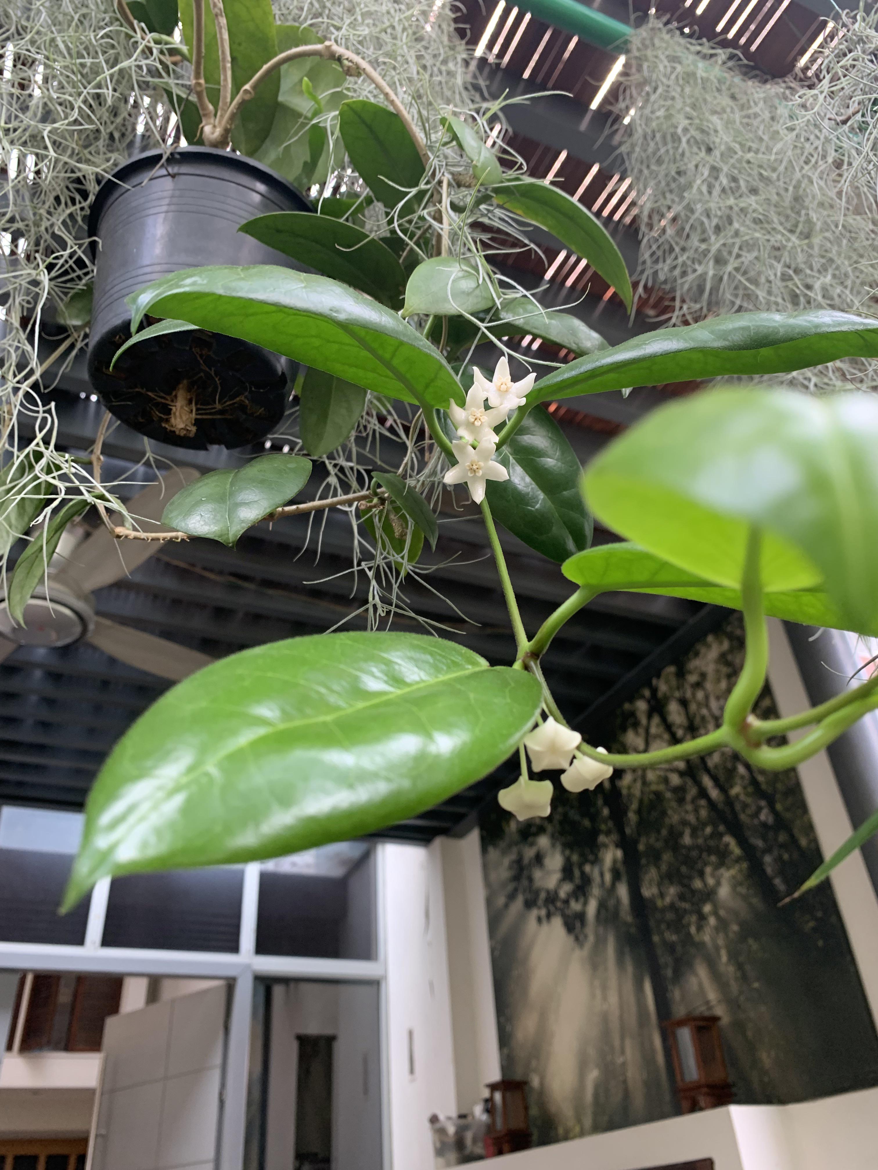 My moms beautiful Hoya with peduncles, but I don’t know the ID | Scrolller