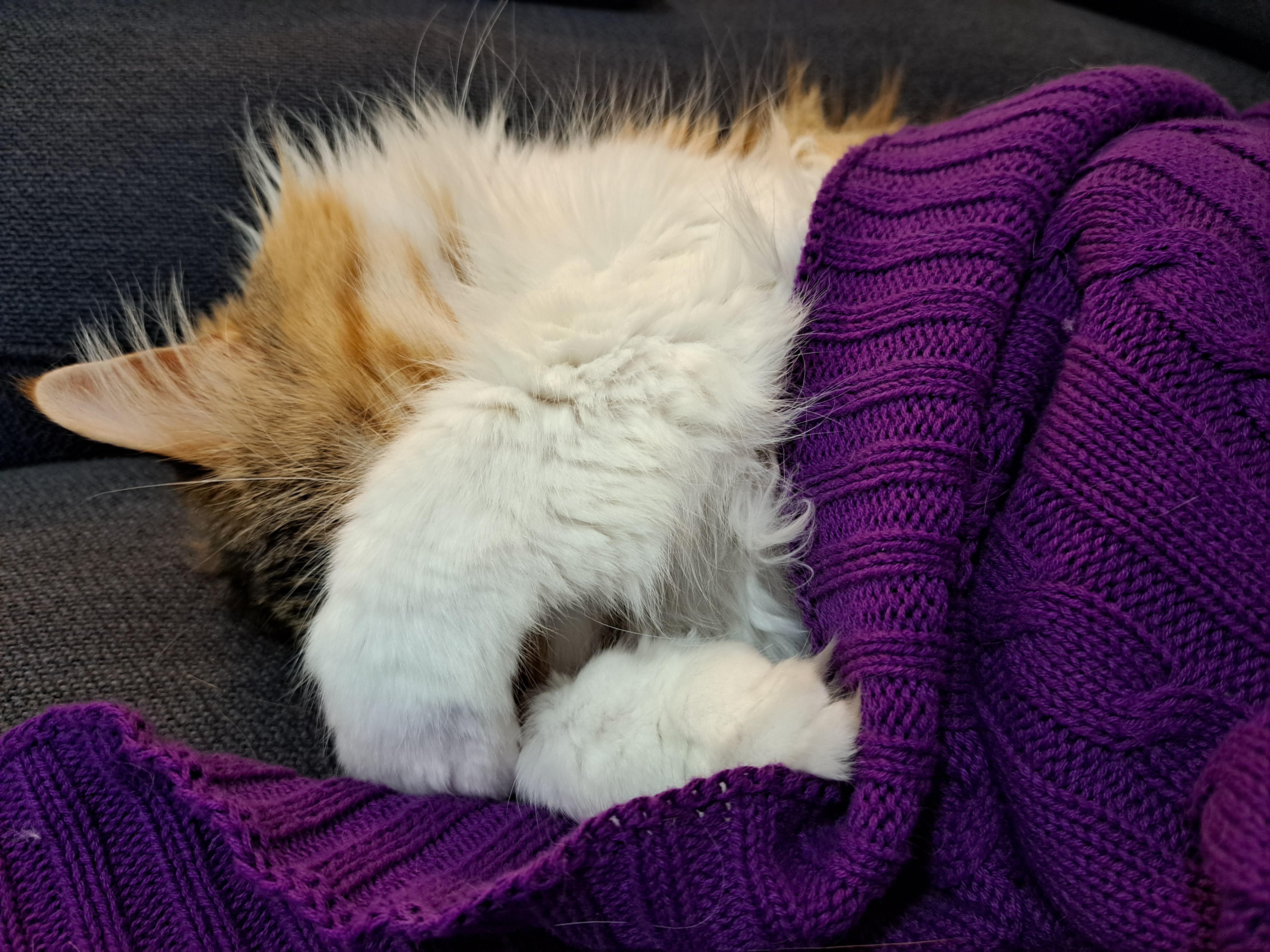 Cozy floof | Scrolller