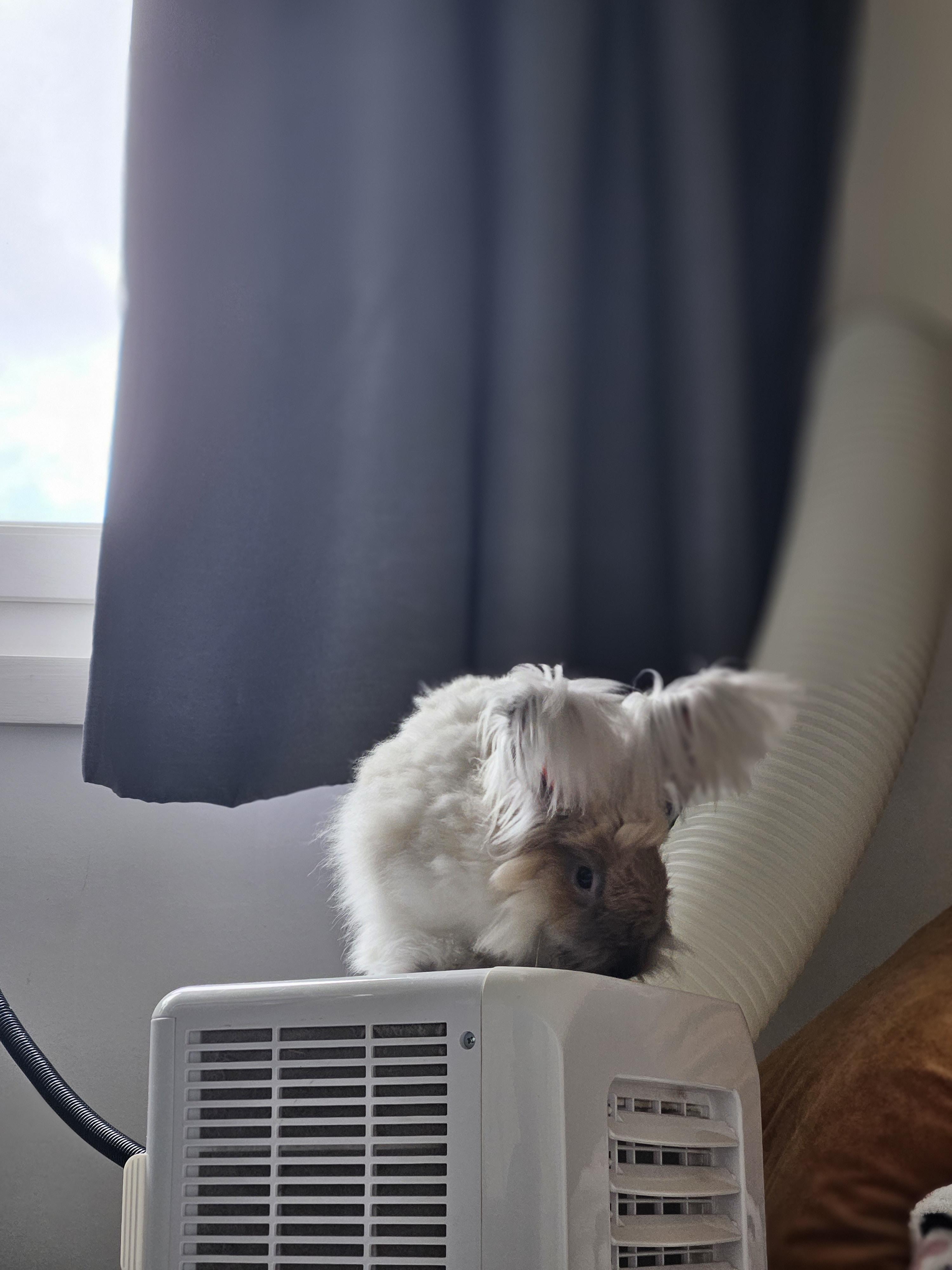 Yes, your Majesty | Scrolller