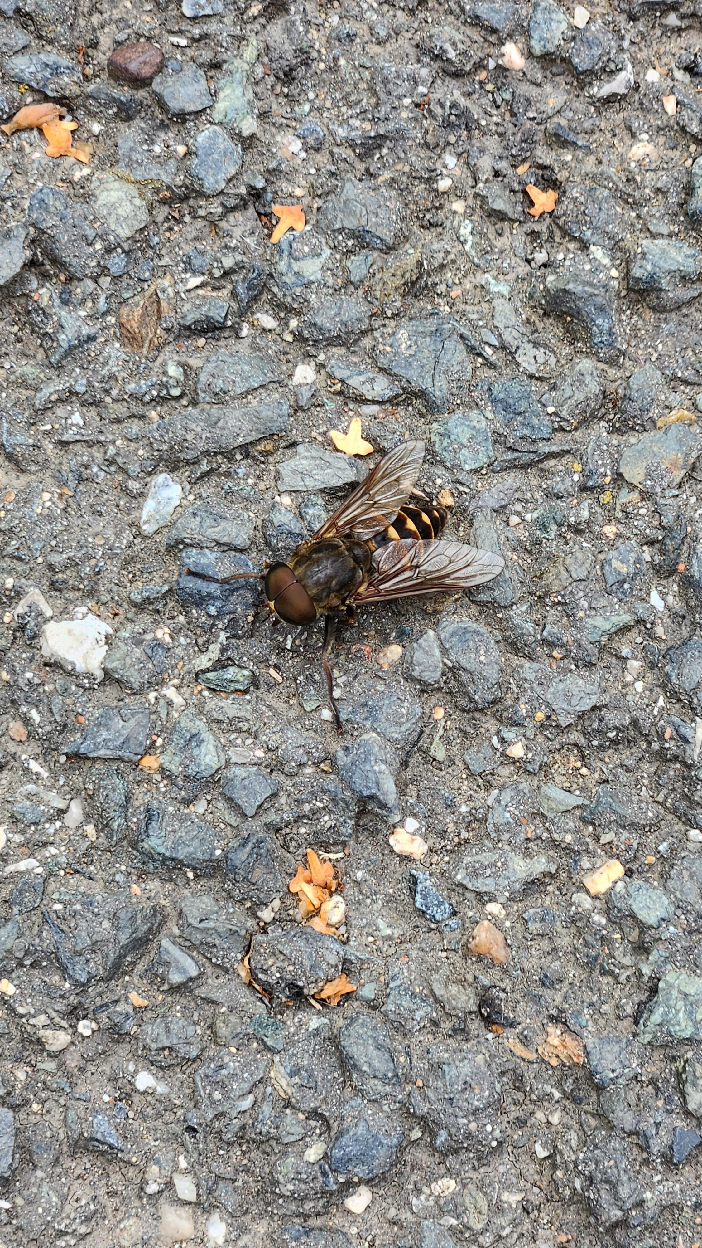 Is this a hoverfly? | Scrolller